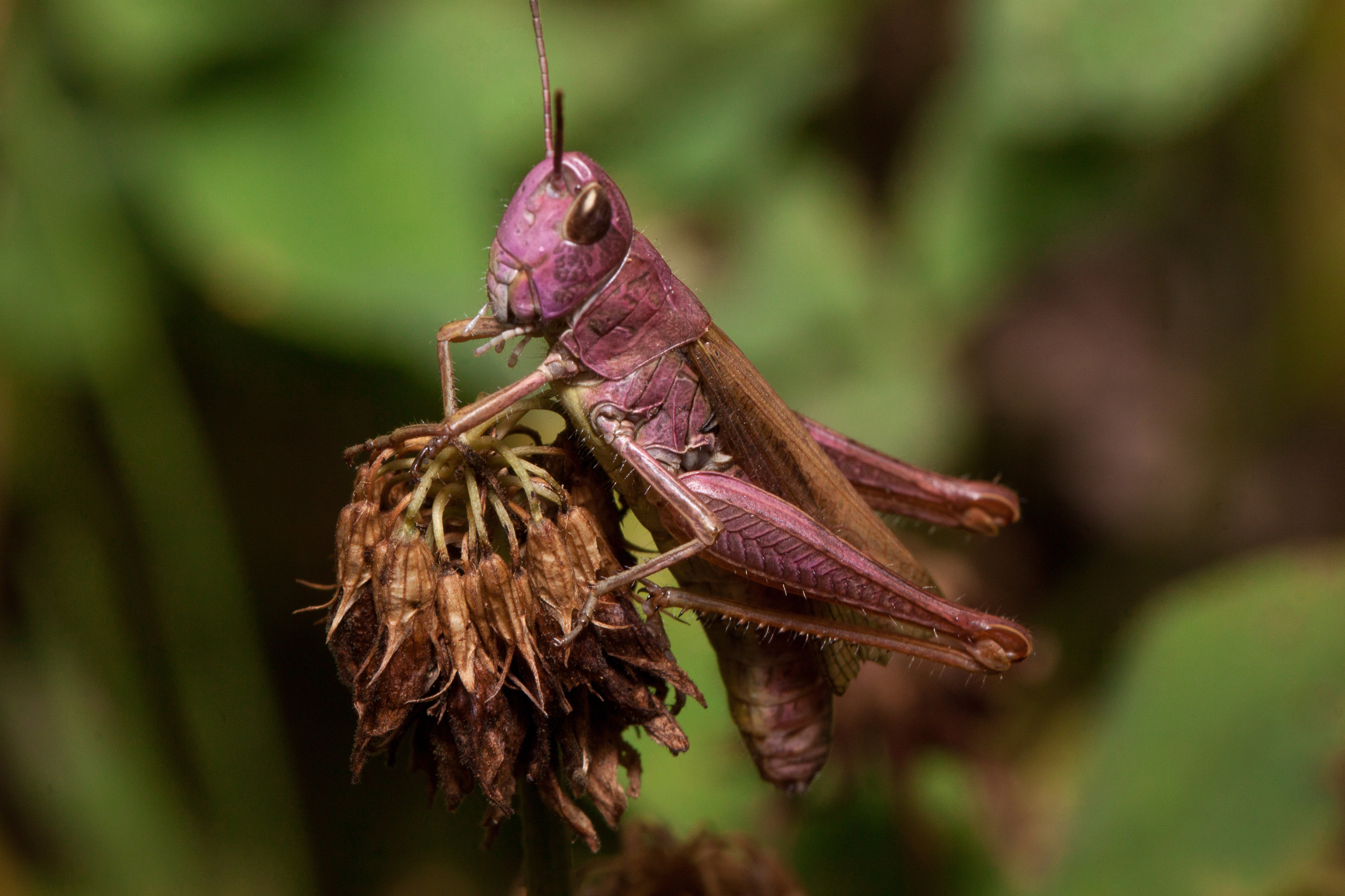Hokku Designs Emili Grasshopper On Canvas Photograph - Wayfair Canada