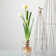 Charlton Home® Paperwhite Arrangement & Reviews | Wayfair