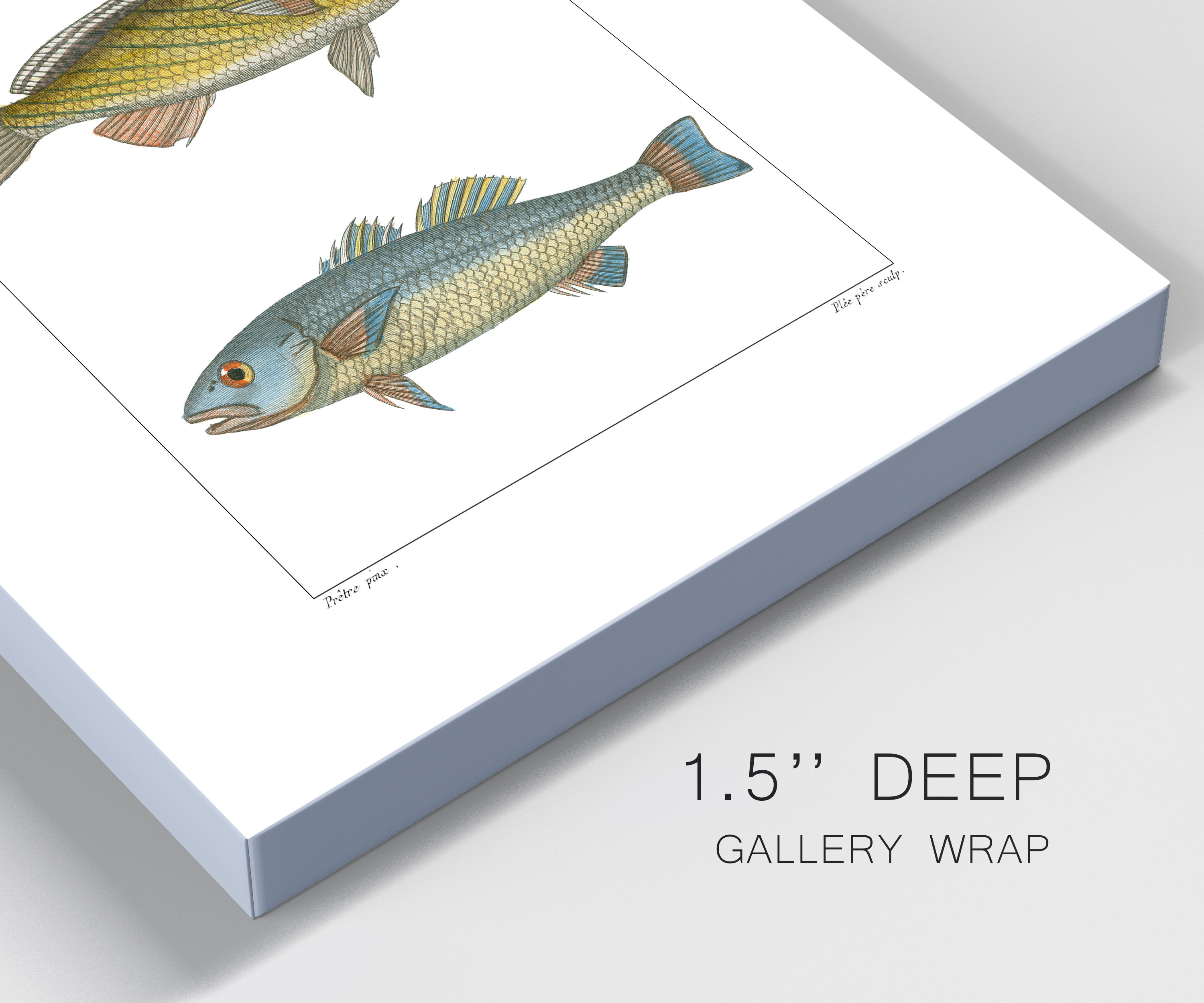 Highland Dunes 'Freshwater Fish I' Wrapped Canvas Painting Print ...