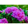 Encore Azalea 1 Gallon Autumn Majesty Encore Azalea - Purple Blooming ...