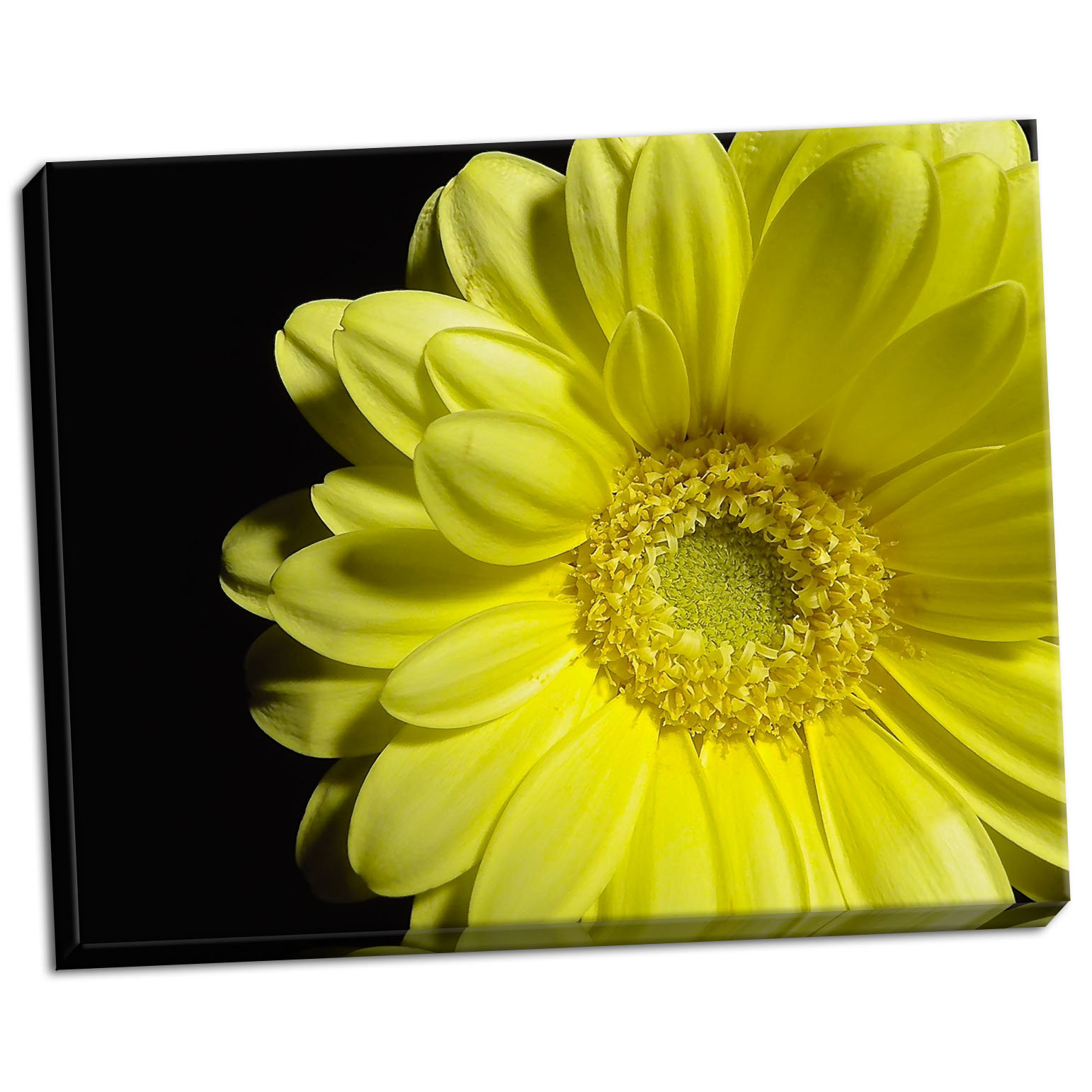 Ebern Designs 'Yellow Daisy' Photographic Print on Wrapped Canvas | Wayfair