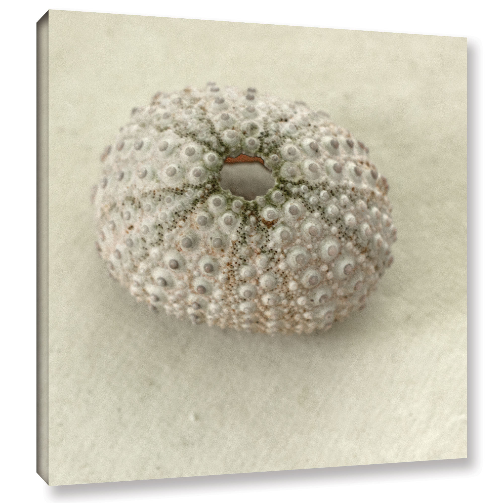 Rosecliff Heights 'Seashell C' Graphic Art on Wrapped Canvas | Wayfair