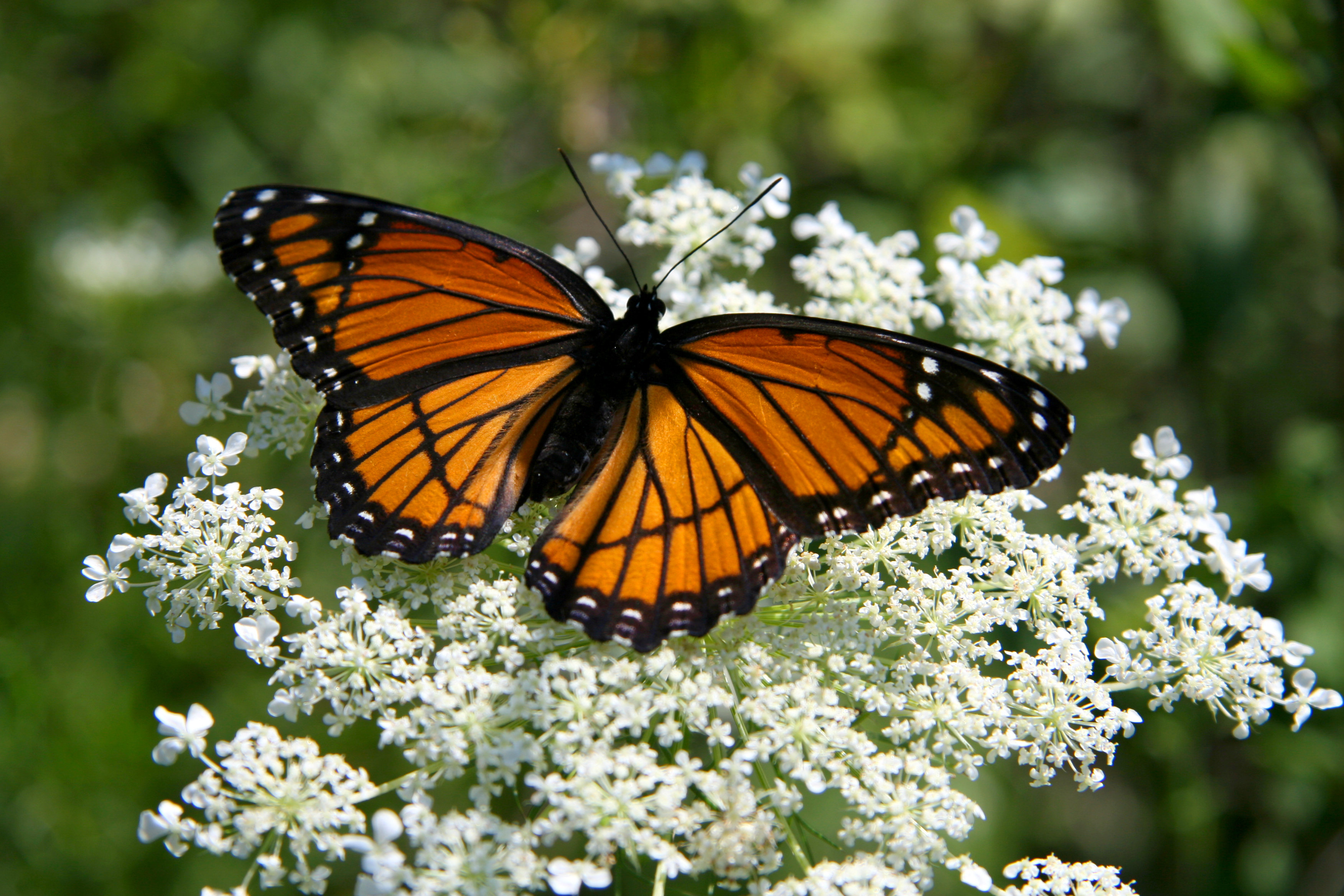 Gracie Oaks Oktaha Butterfly by Sherrij18 | Wayfair