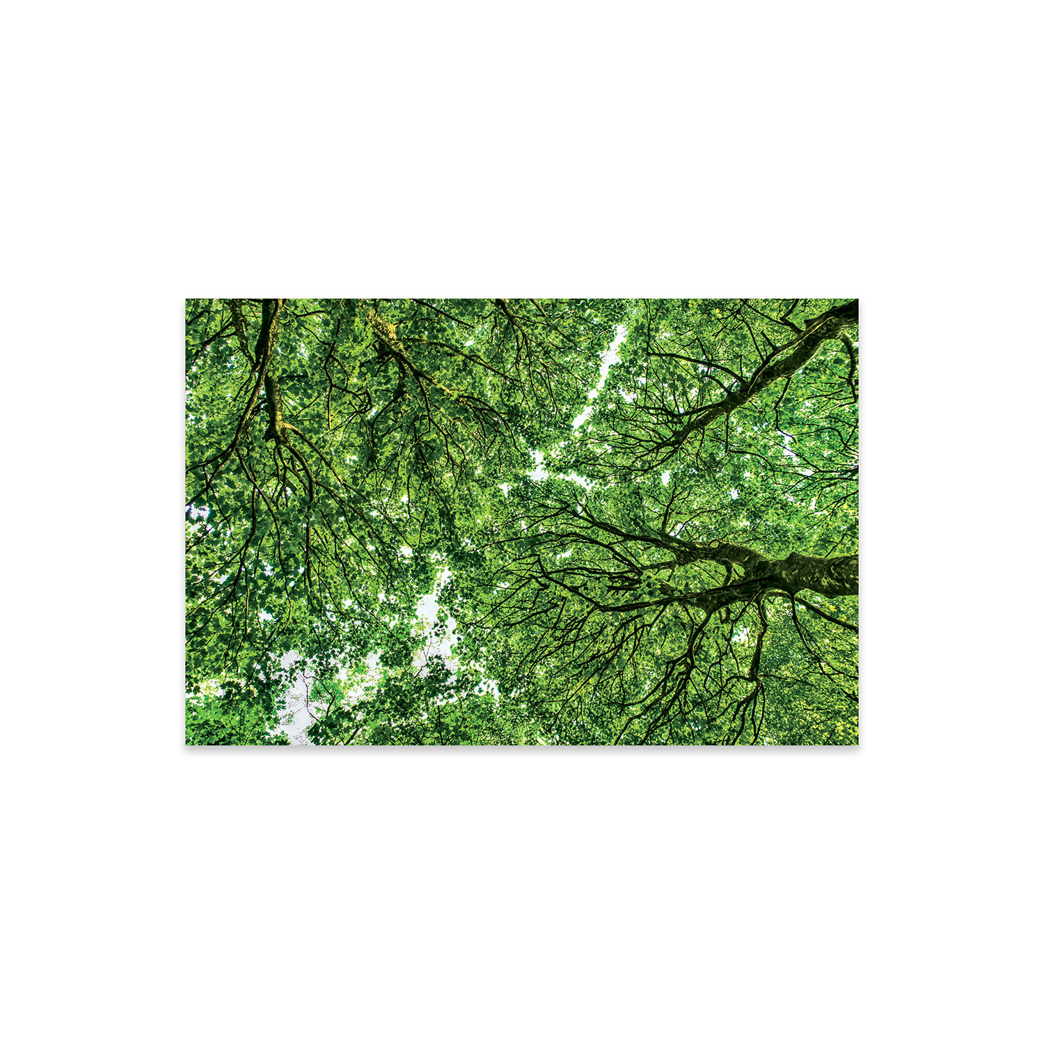 Millwood Pines Tree Tops, Connemara, County Galway, Ireland On Plastic ...