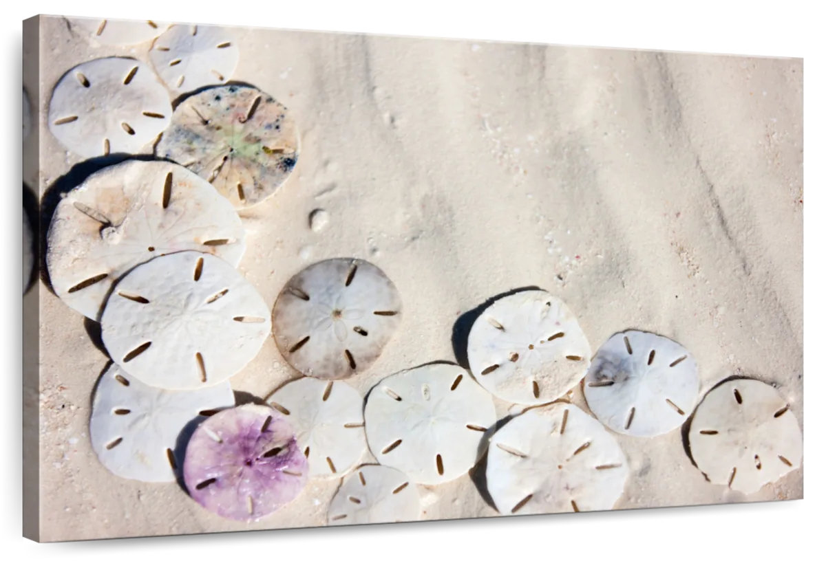 Ebern Designs Beach Sand Dollars | Wayfair