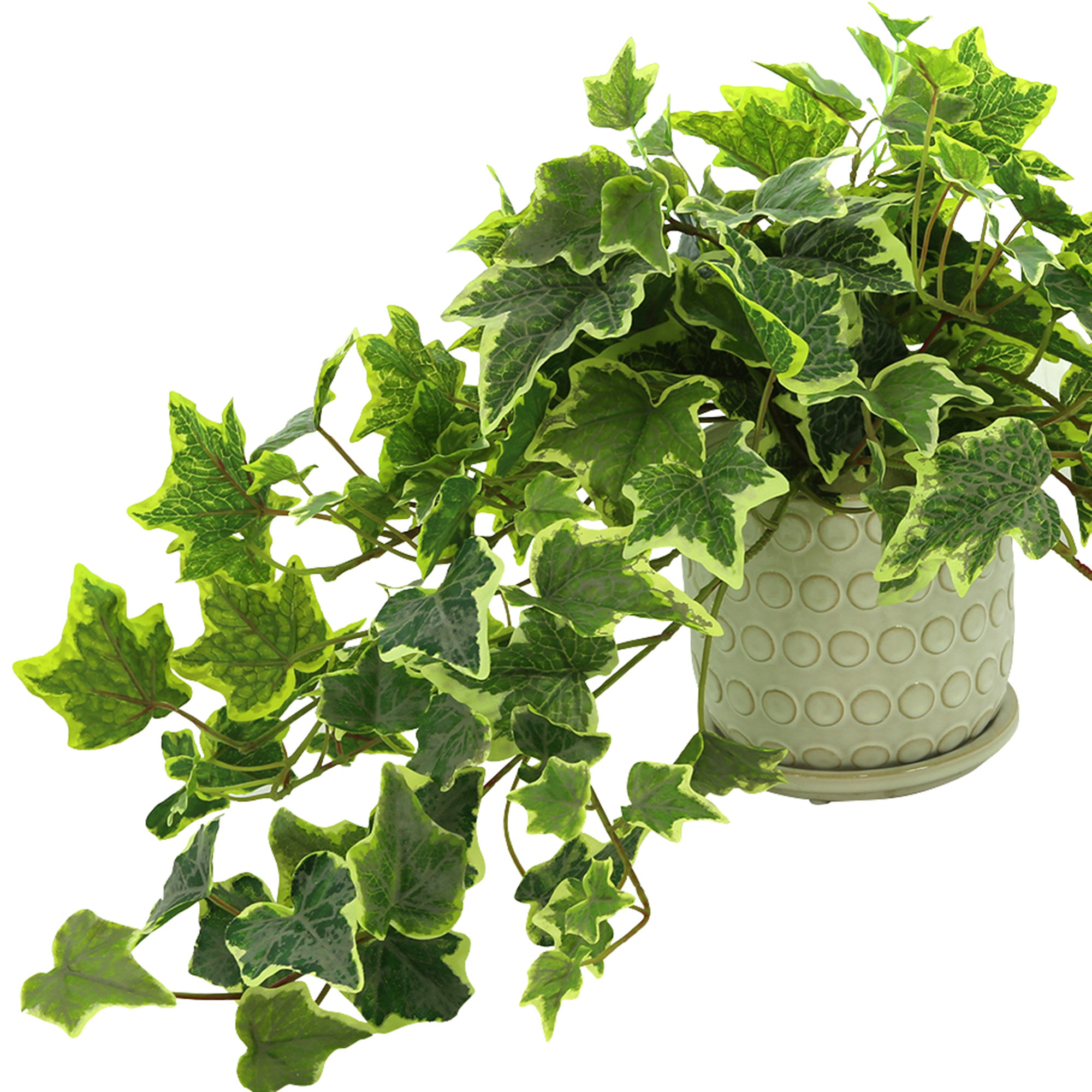 Creative Displays, Inc. Ivy Plant in Ceramic Pot with Saucer & Reviews ...