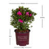 Encore Azalea 1 Gallon Autumn Jewel Encore Azalea - Pink Blooming ...