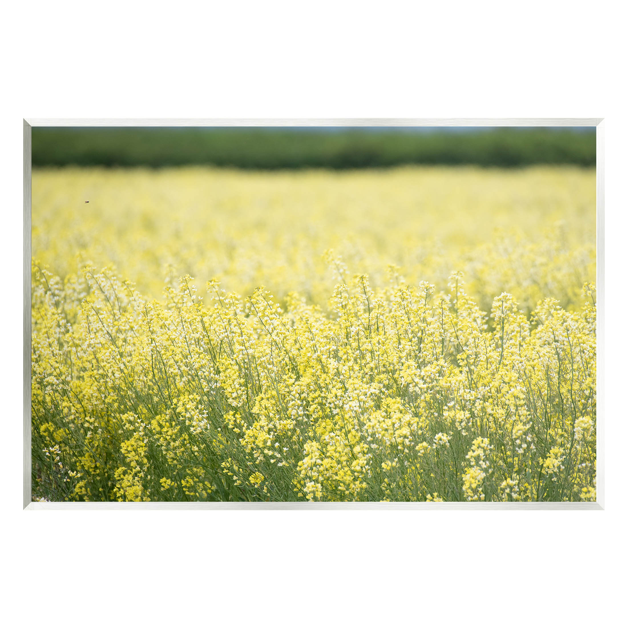 Stupell Industries Bright Country Meadow Wildflowers Wall Plaque Art By ...