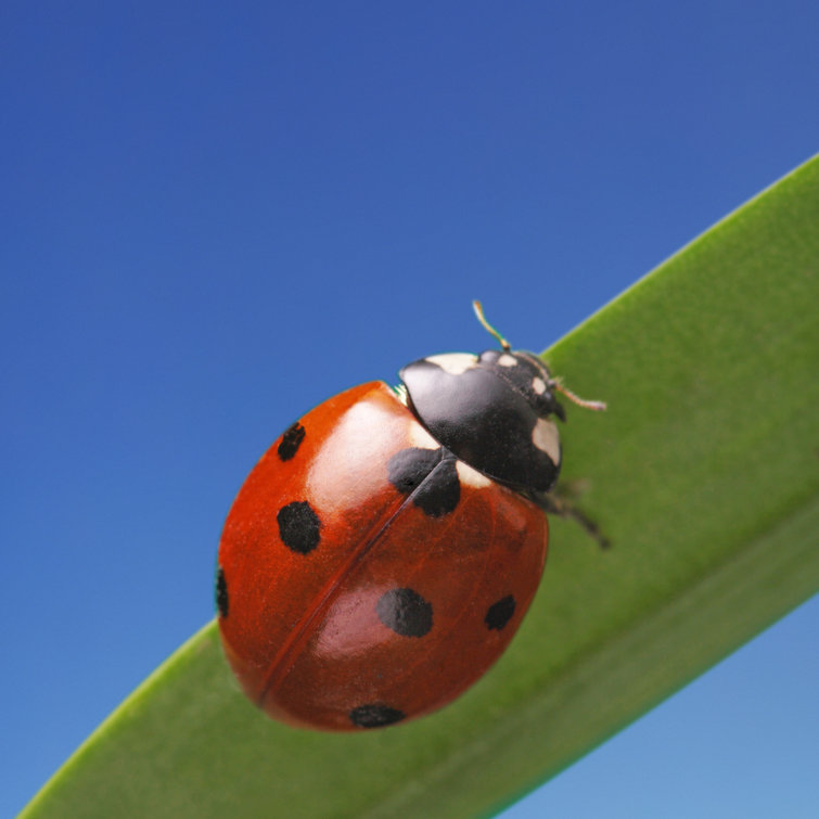 Hokku Designs Clarkin Lady Bird On Canvas by Chepko Print | Wayfair