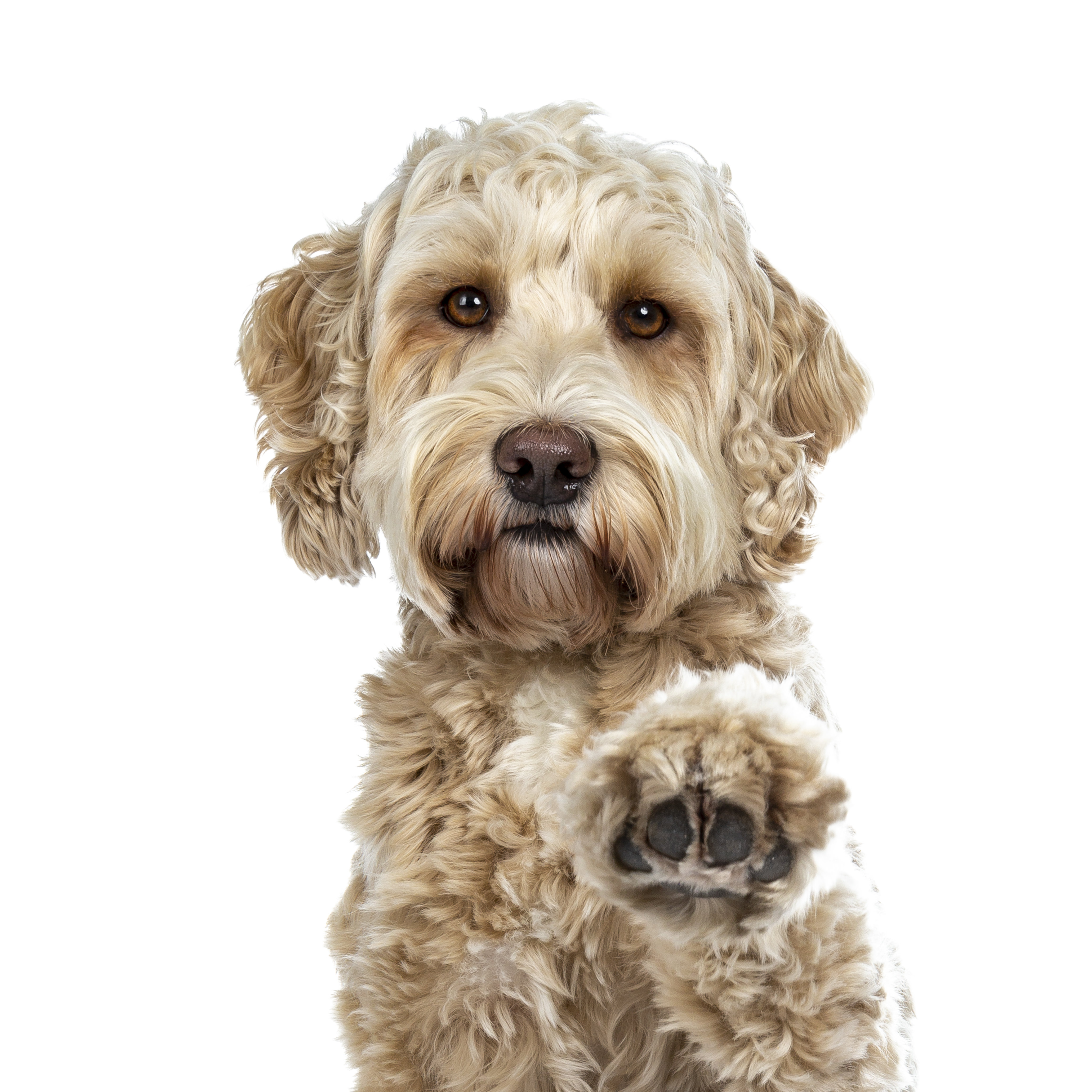 Ebern Designs Pretty Labradoodle Dog by Nynke Van Holten - Wrapped ...