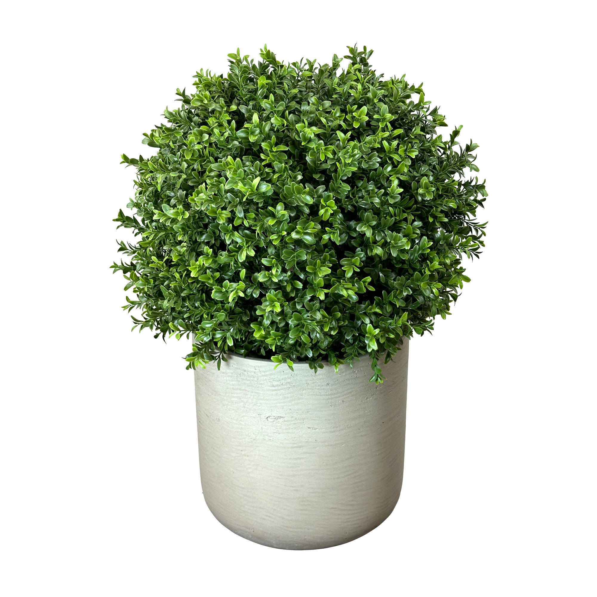 Primrue Outdoor UV Rated Boxwood in Fiberstone Pot - Wayfair Canada