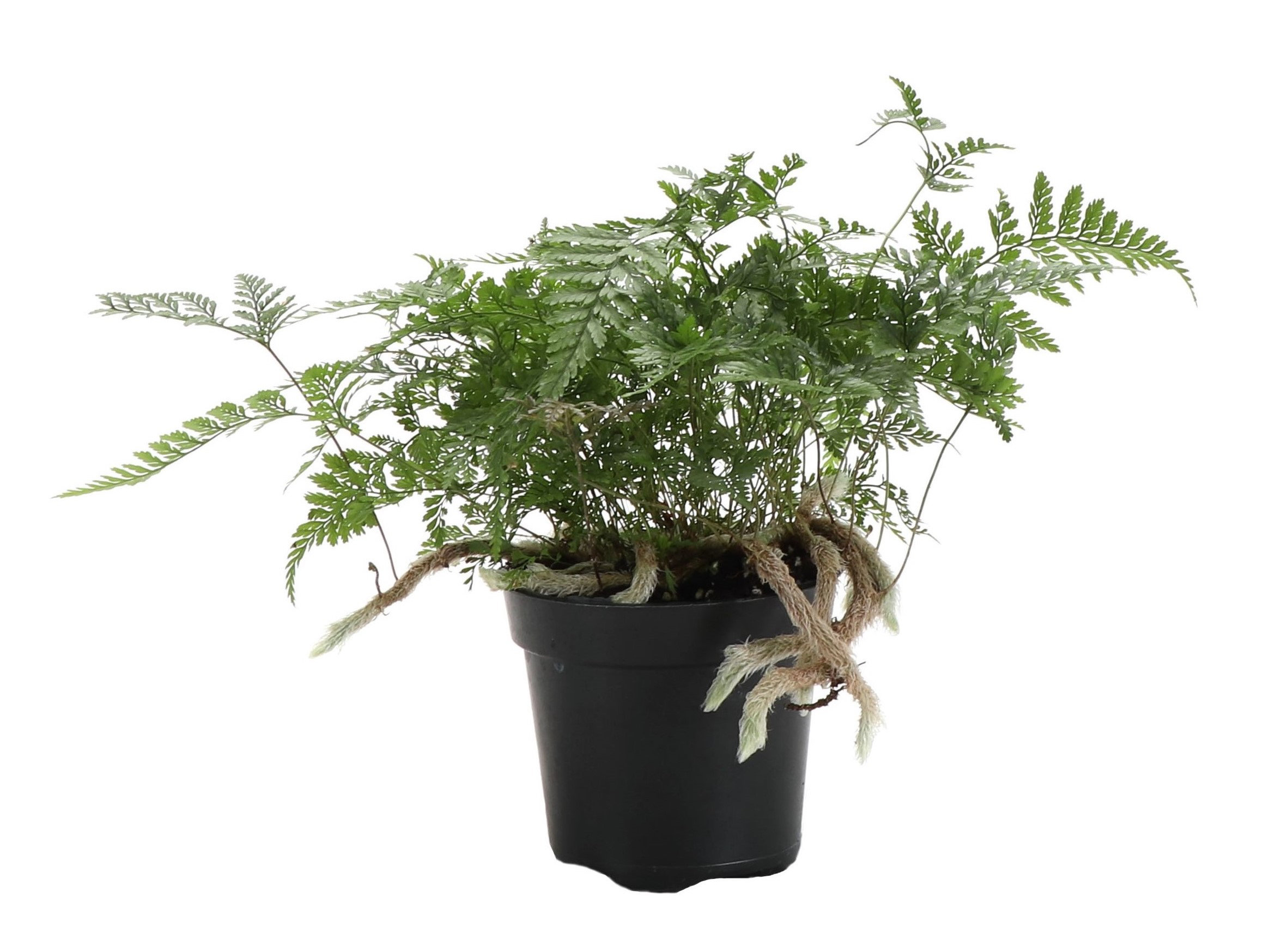 Thorsen's Greenhouse Live Rabbit's Foot Fern Plant & Reviews | Perigold
