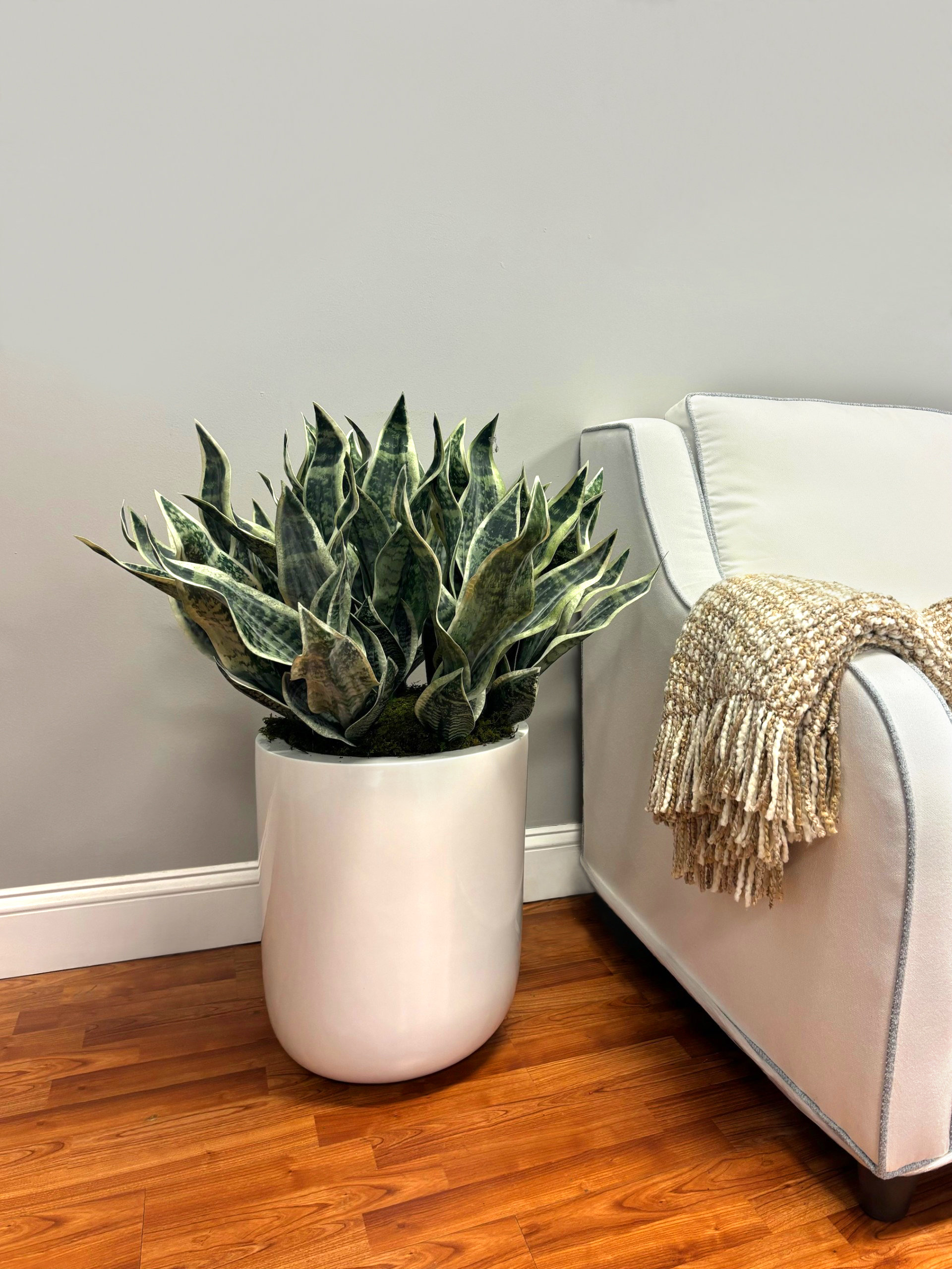 Primrue Snake Plant in Fiberstone Planter - Wayfair Canada