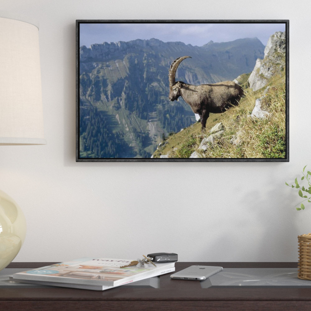 East Urban Home 'Alpine Ibex Male with Swiss Alps' Framed Photographic ...