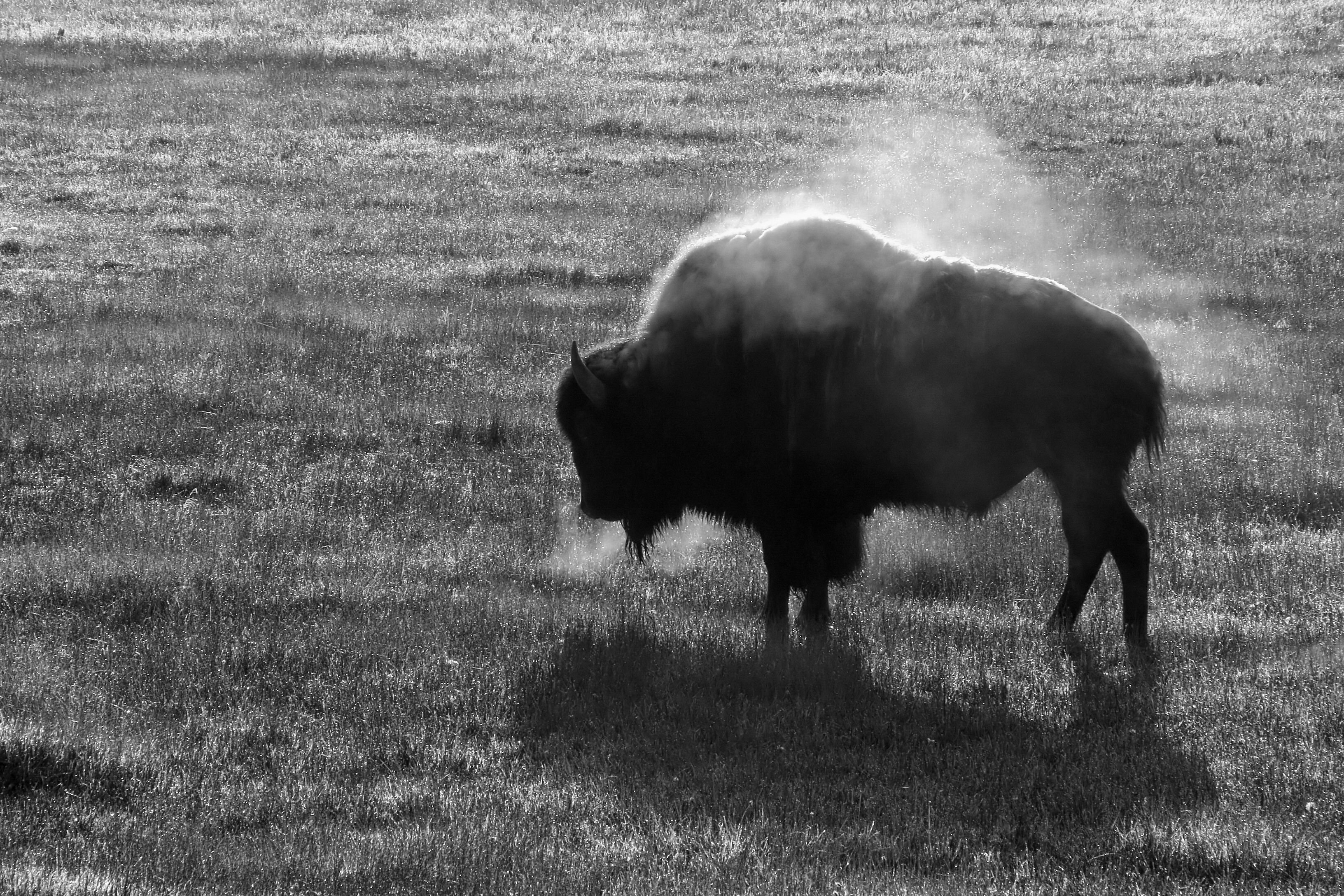 Union Rustic Steaming Bison by Alptraum - Wrapped Canvas Photograph ...
