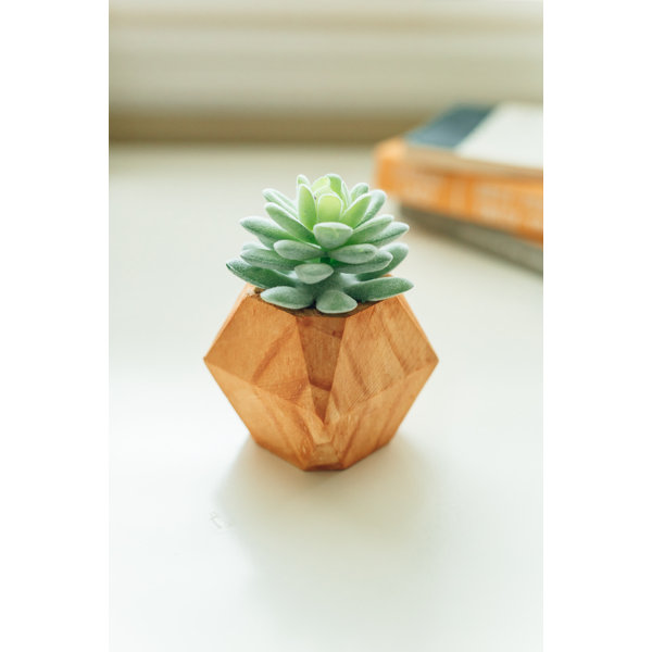 Wrought Studio 2 Piece Succulent Plant Set in Pot & Reviews - Wayfair ...