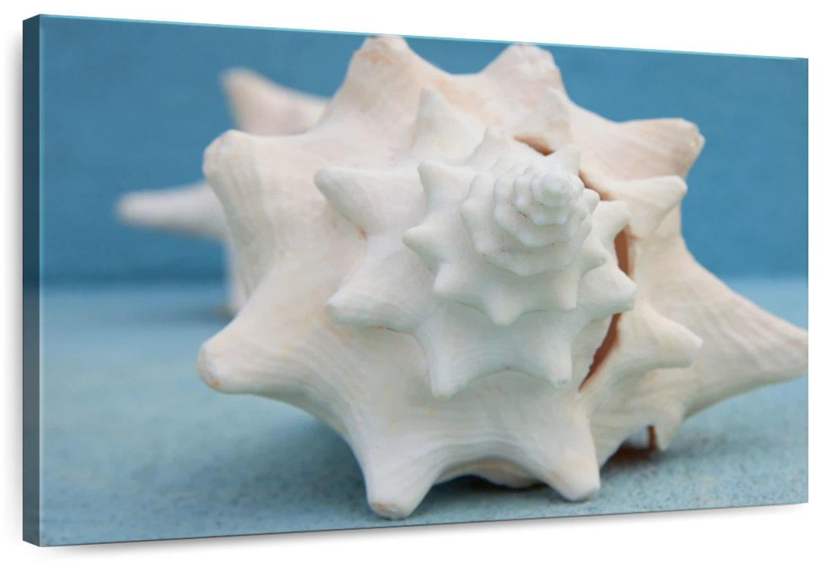 Elephant Stock White Conch Seashell | Wayfair