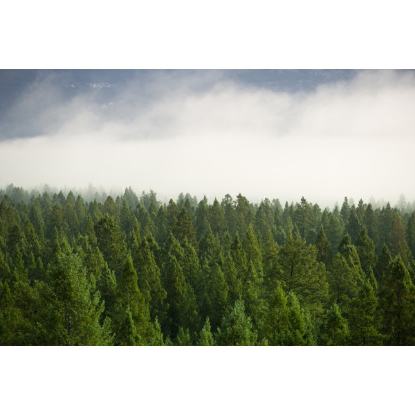 Alpen Home Forest Background by Pgiam - Wrapped Canvas Art Prints ...