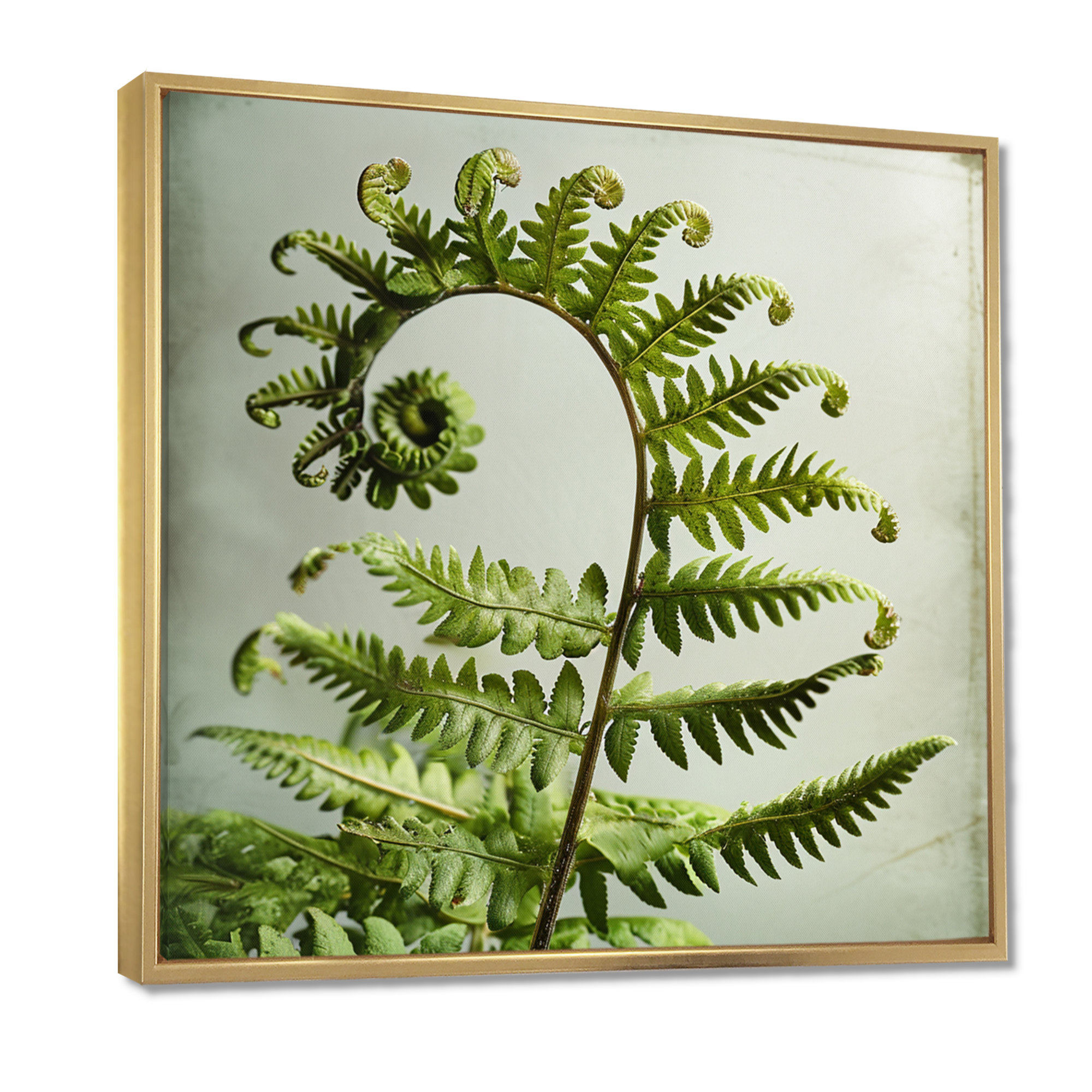 Gracie Oaks Spiral Fern - Ferns Wall Art | Wayfair