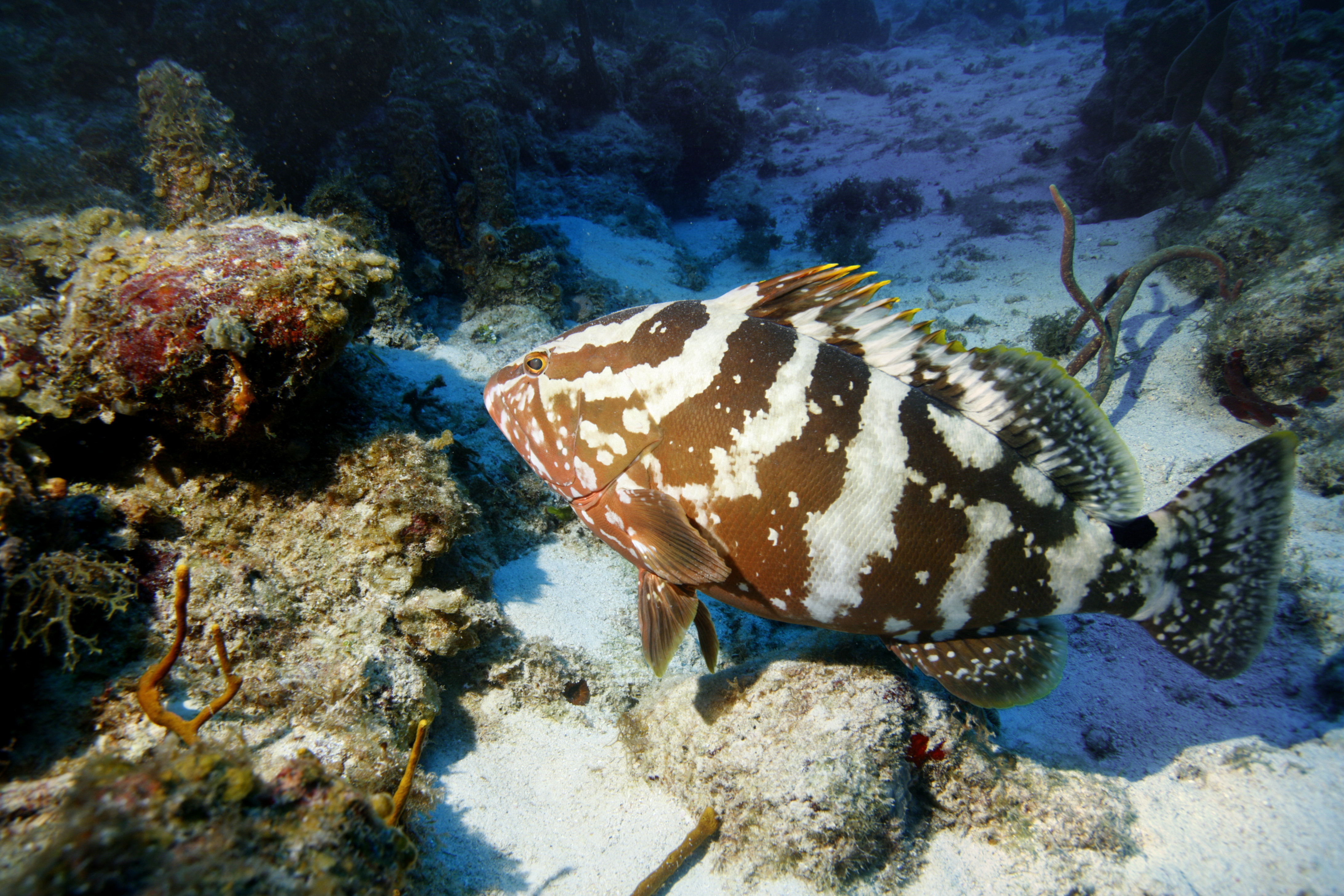 House of Hampton Nassau grouper | Wayfair.co.uk