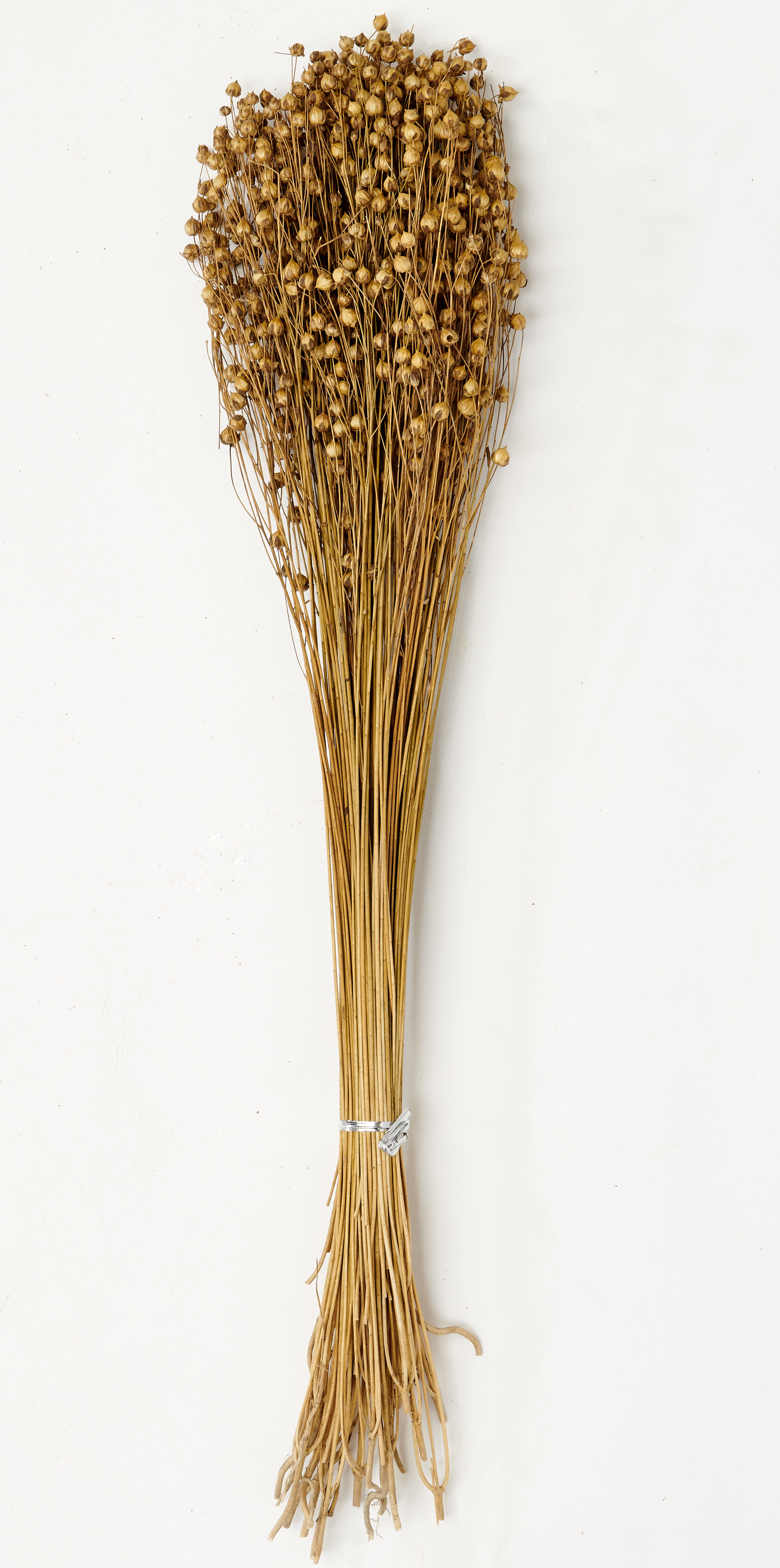 Primrue Lino Flax Grass Bush | Joss & Main