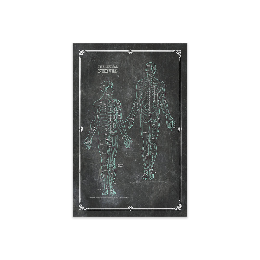 17 Stories Anatomy Of The Spinal Nerves On Plastic / Acrylic by ...