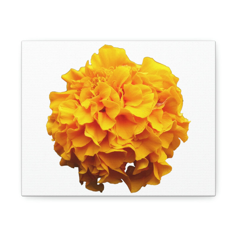 Latitude Run® Yellow Flower by Kelly Johnson - Wrapped Canvas Graphic ...