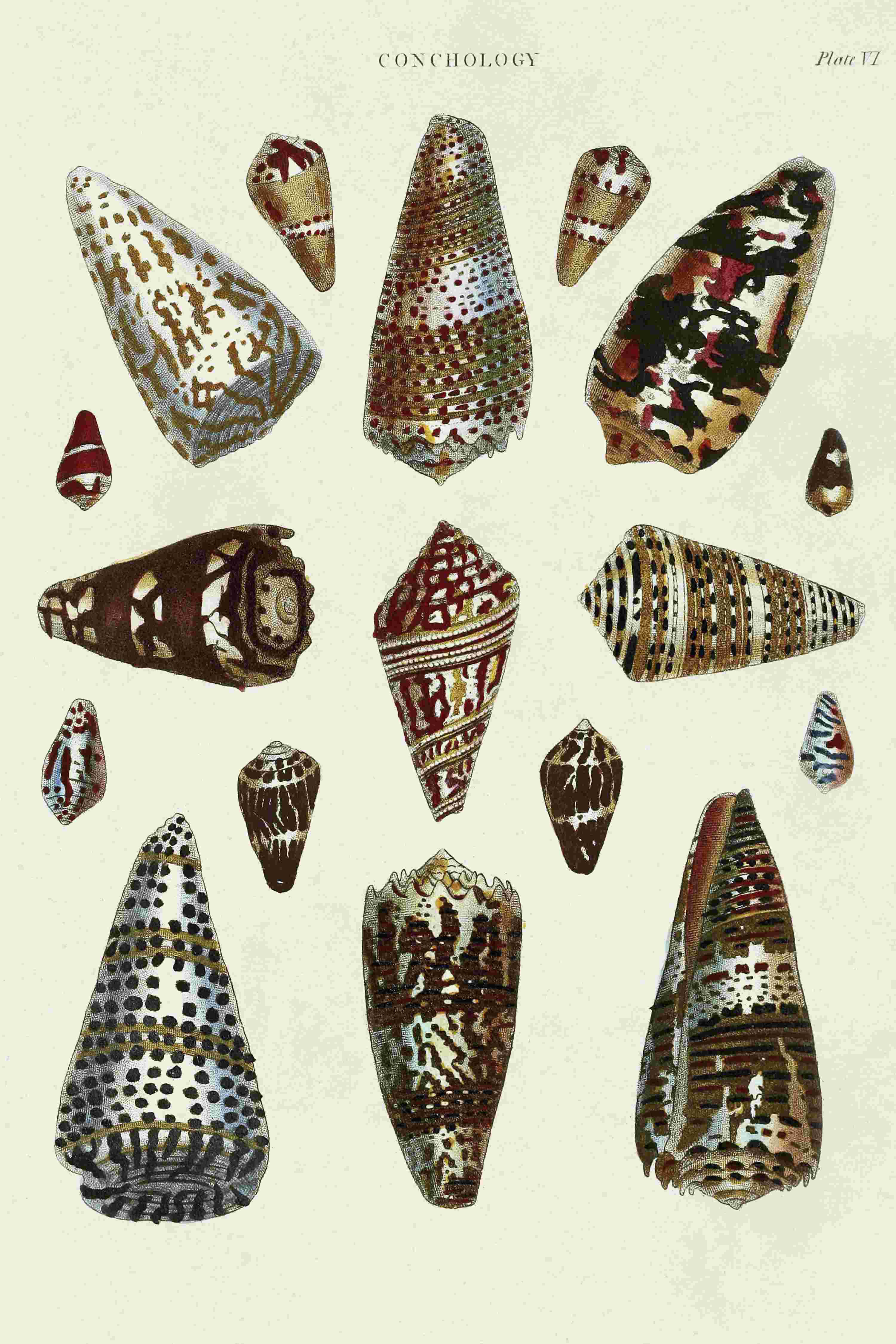 Rosecliff Heights Spiral Shell Formation V by Albertus Seba - Wrapped ...