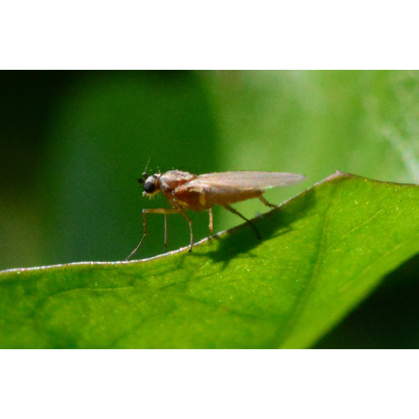 17 Stories Macegan Midge by Ines Carrara - Wrapped Canvas Photograph ...