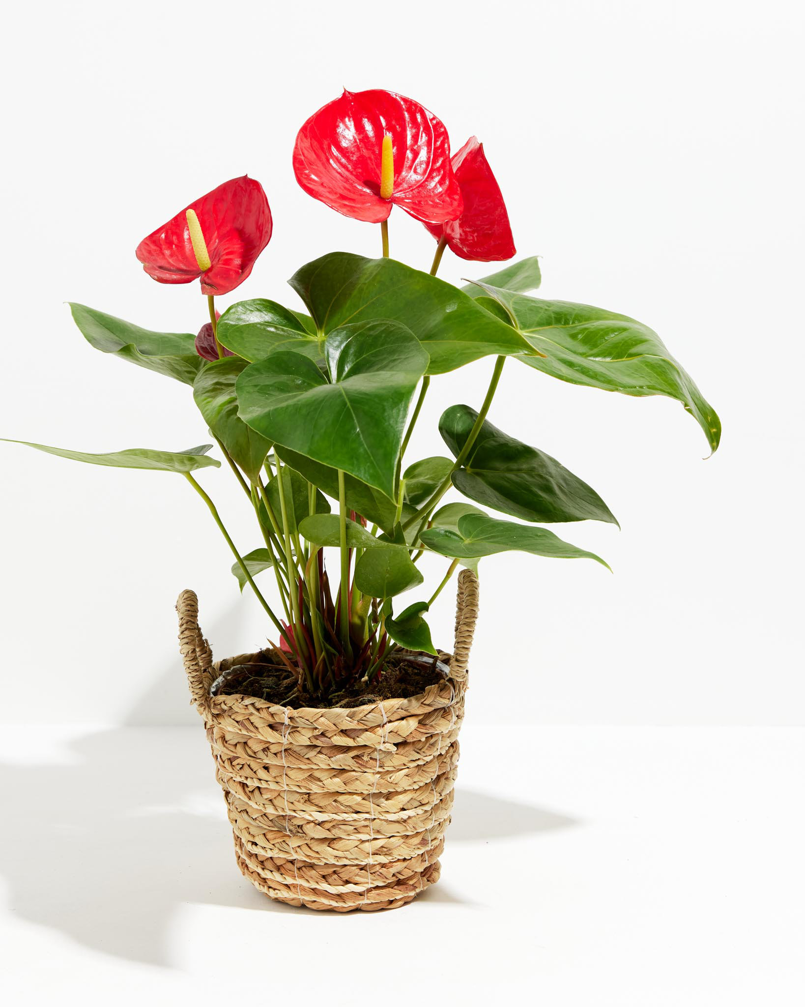 Lively Root Live Low Maintenance Plant in Rattan Basket | Wayfair