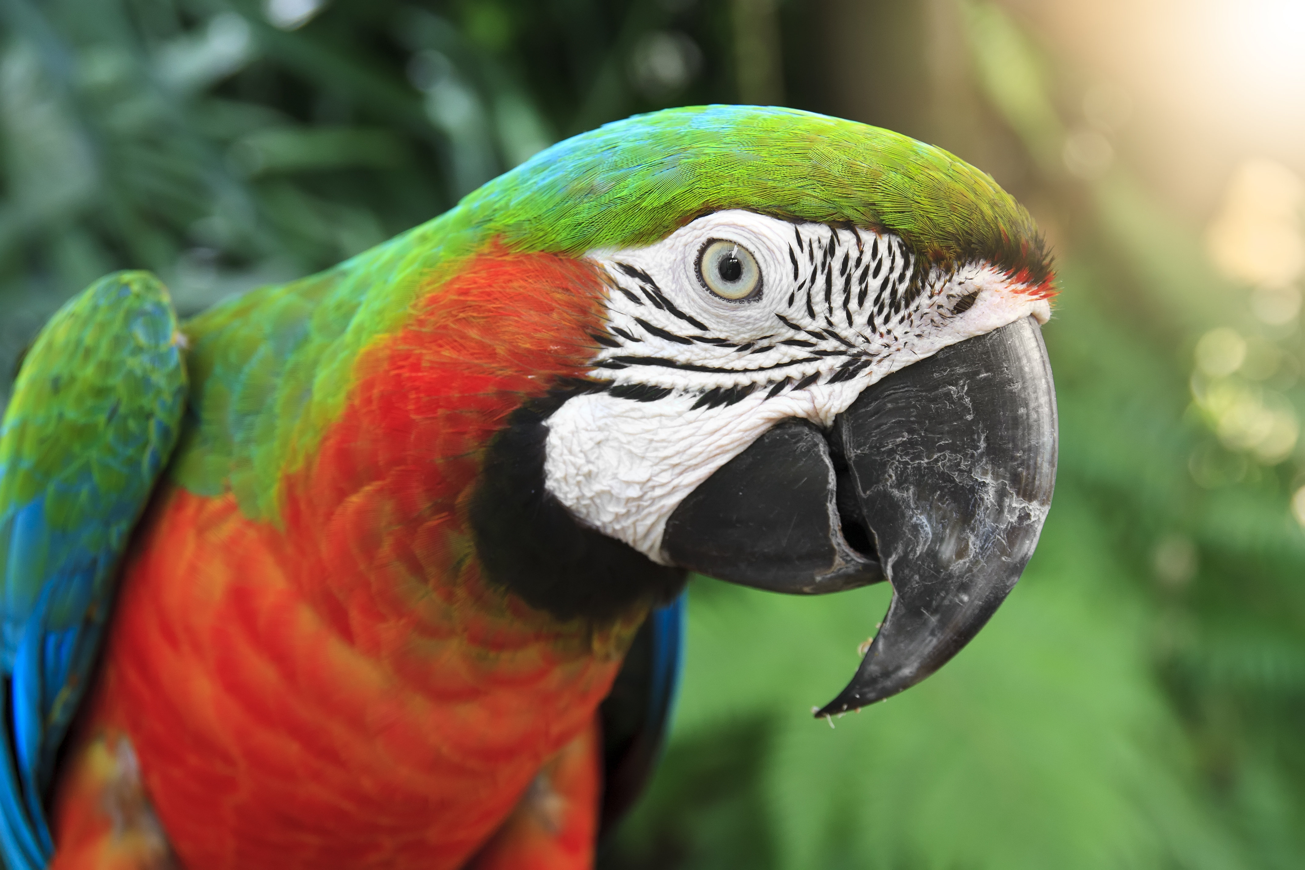 Bay Isle Home™ Head of Parrot by Kornnphoto - Wrapped Canvas Photograph ...