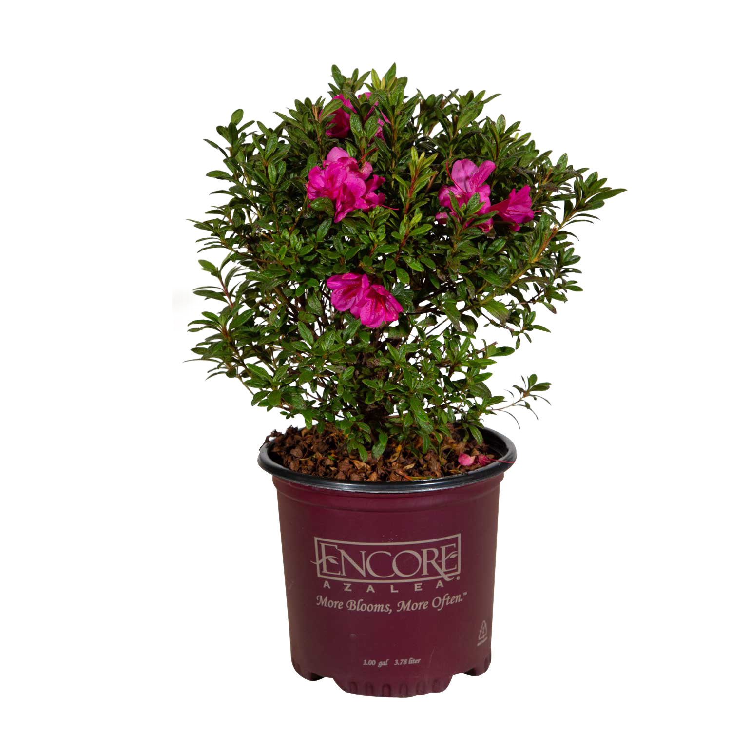 Encore Azalea 1 Gallon Autumn Jewel Encore Azalea - Pink Blooming ...