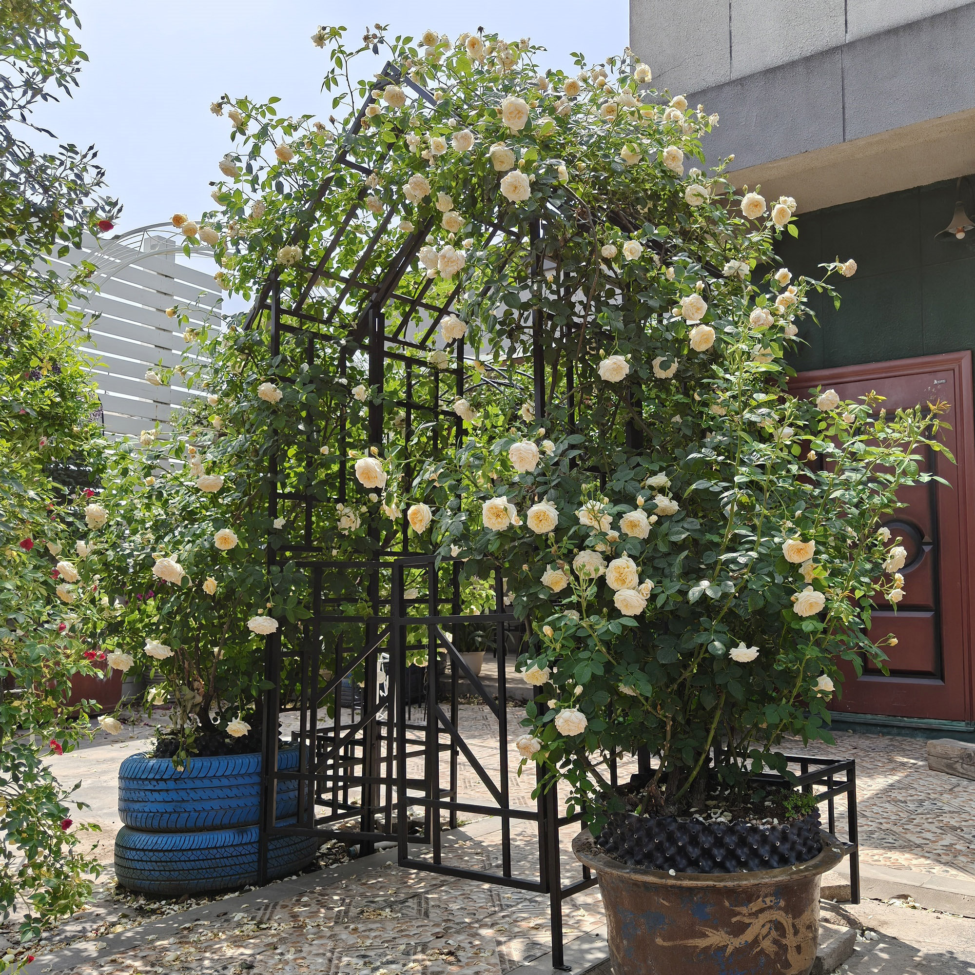 Gracie Oaks Metal Garden Arch With Gate W58.07*H97.24 Climbing Plants ...