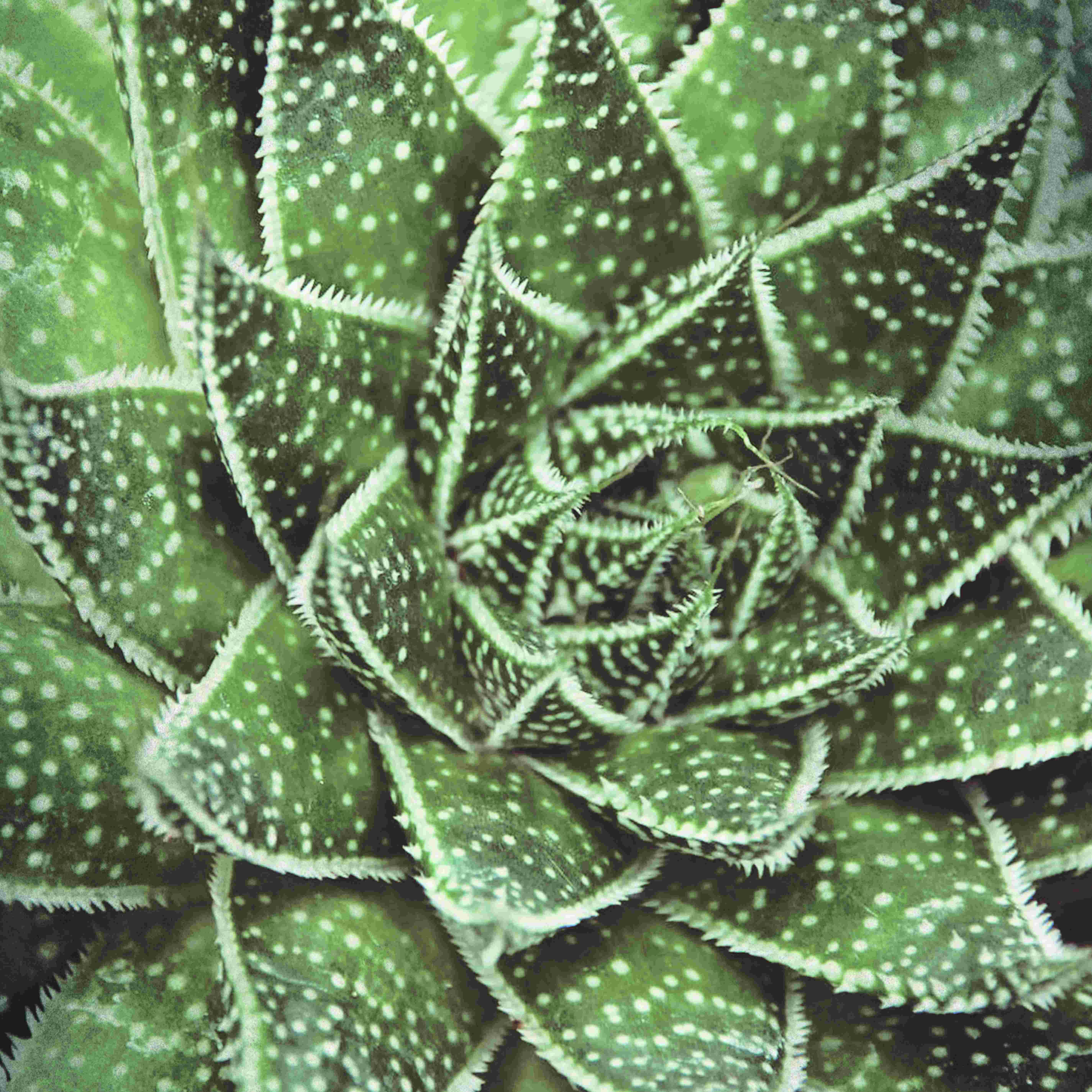 Dakota Fields Spotty Succulent Soft - Wayfair Canada