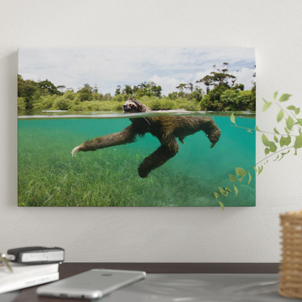 Three Toed Sloth Swimming