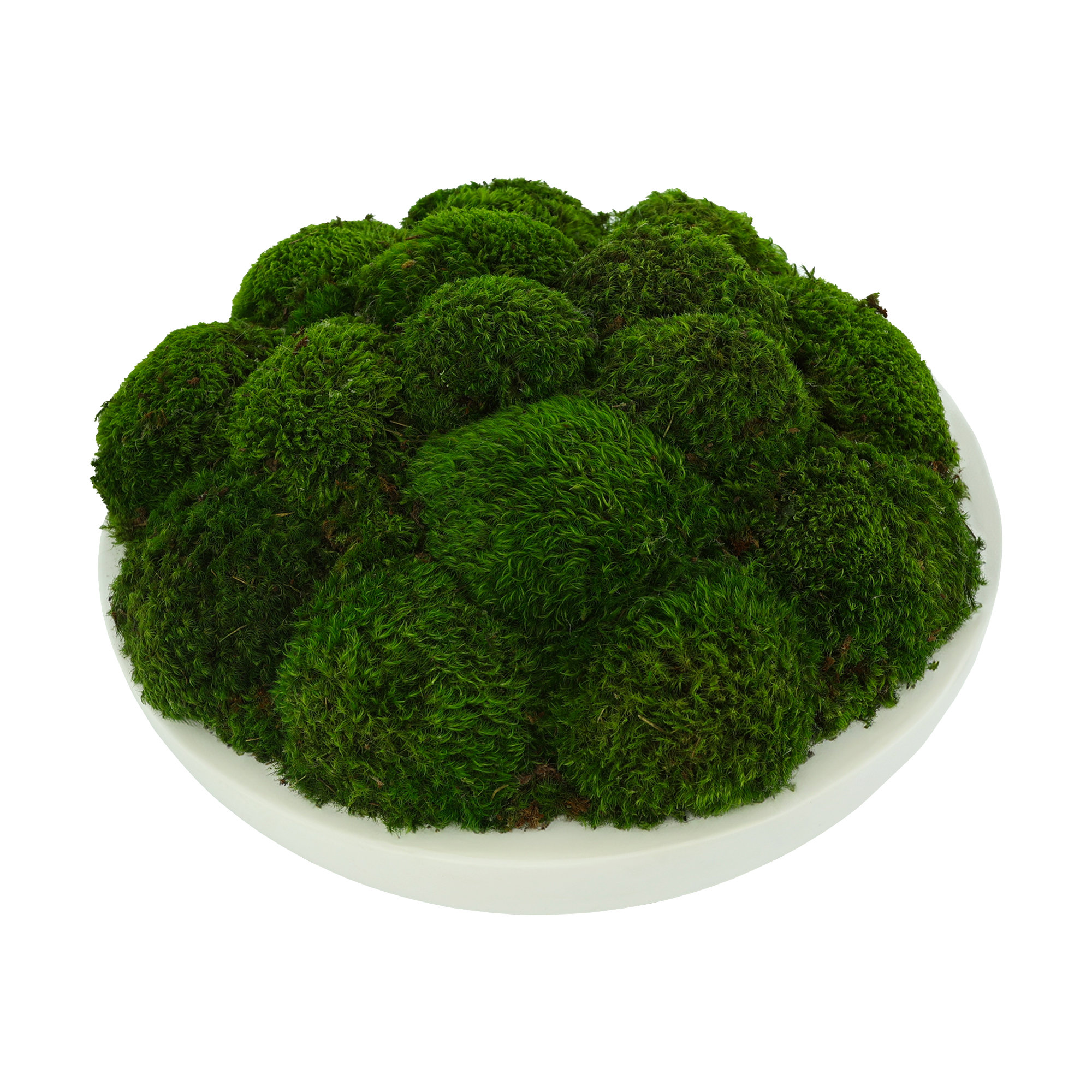 Creative Displays, Inc. 5" Artificial Moss Plant in Planter & Reviews ...