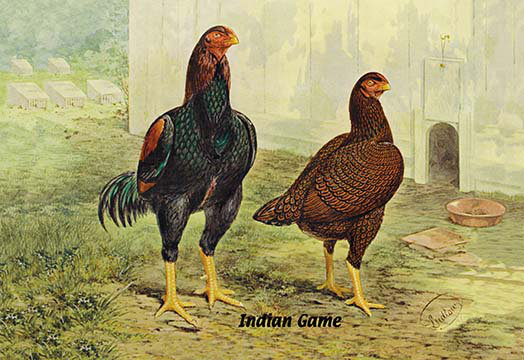 Buyenlarge Indian Game (Chickens) Graphic Art | Wayfair