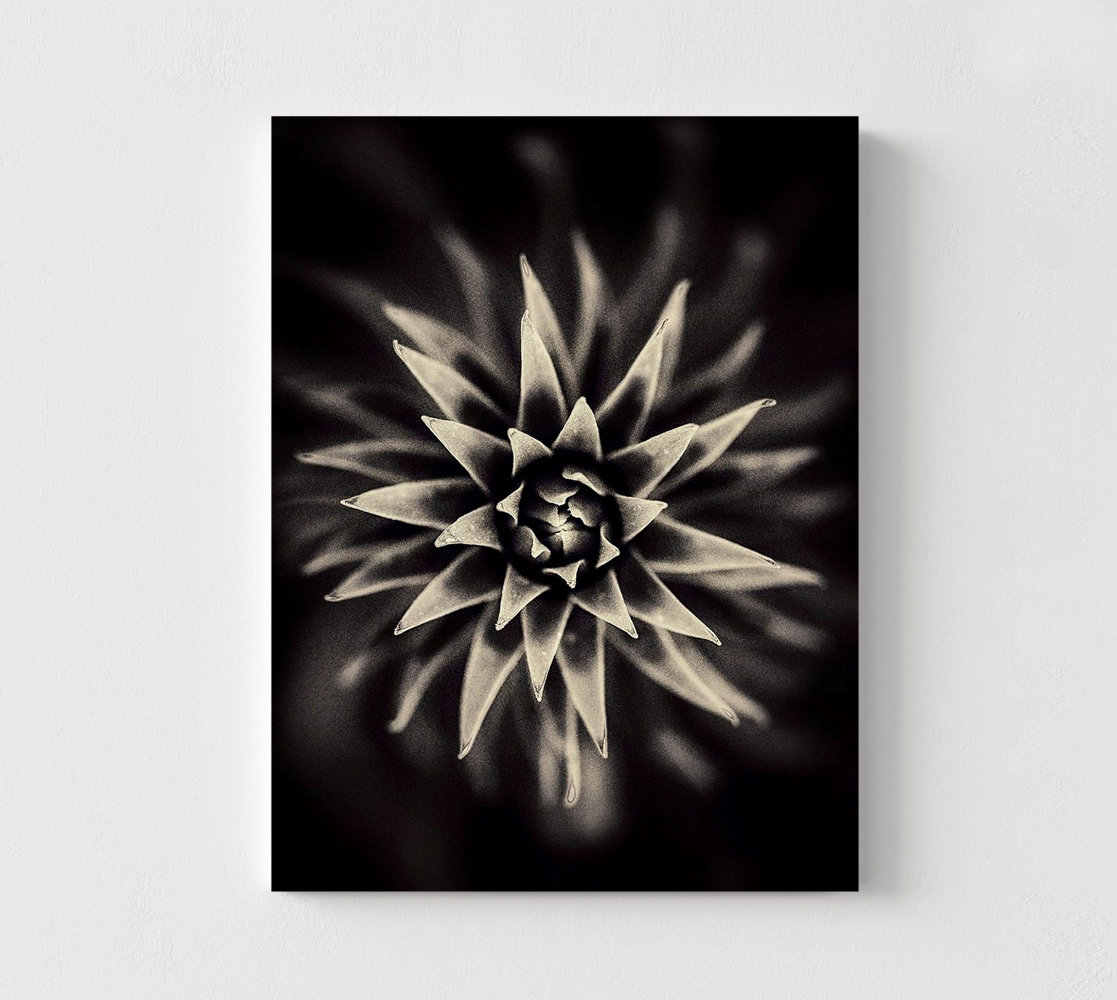 WeFrameArt Star By Saad Salem, Modern Plant Photography Print, Nature ...