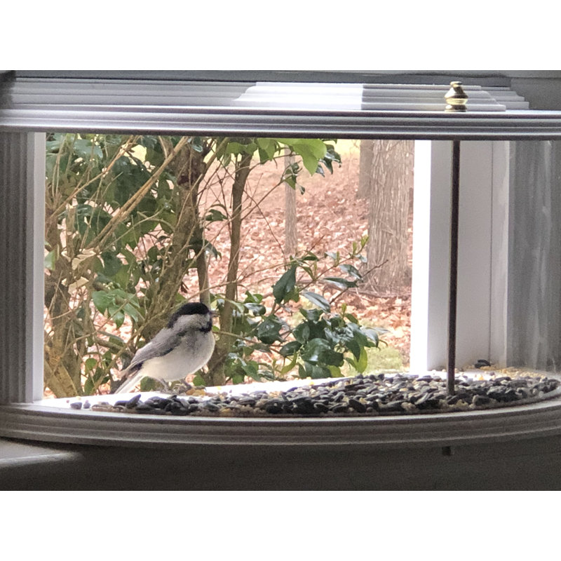 Arlmont & Co. Krick View Window Tray Bird Feeder & Reviews | Wayfair
