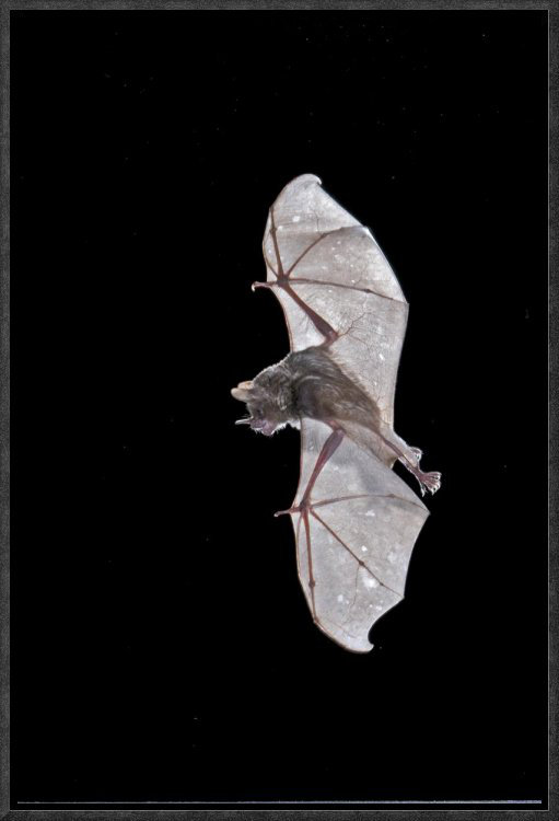 East Urban Home 'Seba's Short-Tailed Bat Flying, Michigan' Framed ...