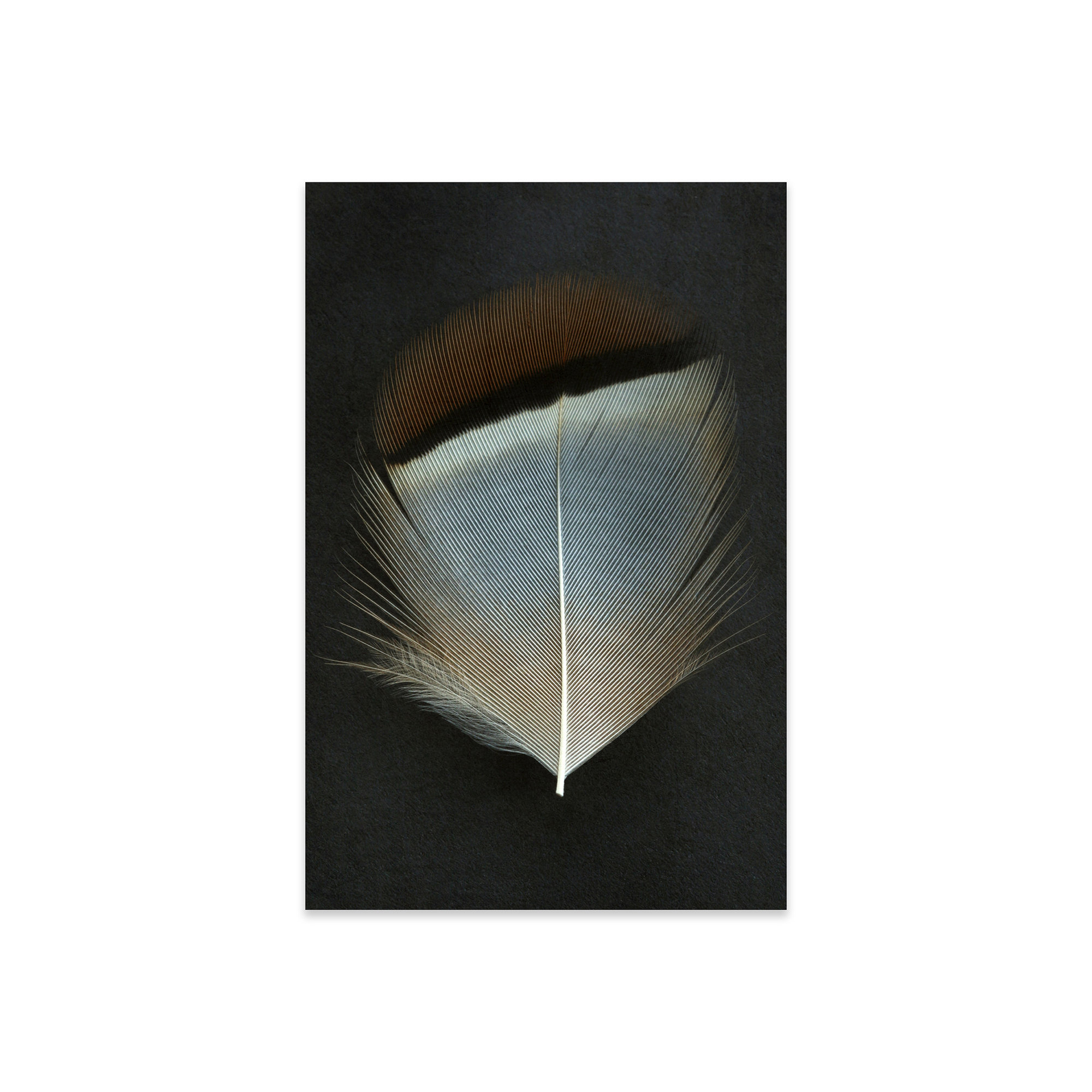 Ebern Designs French Partridge Feather by Alyson Fennell - No Frame ...