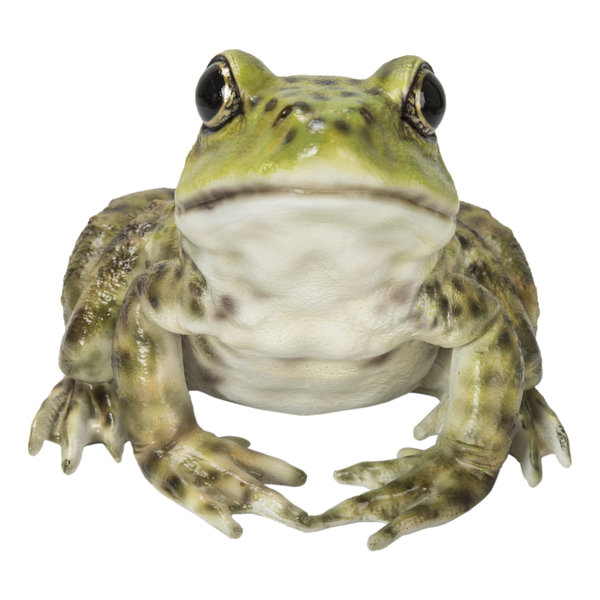 Hi-Line Gift Ltd. American Bullfrog & Reviews | Wayfair