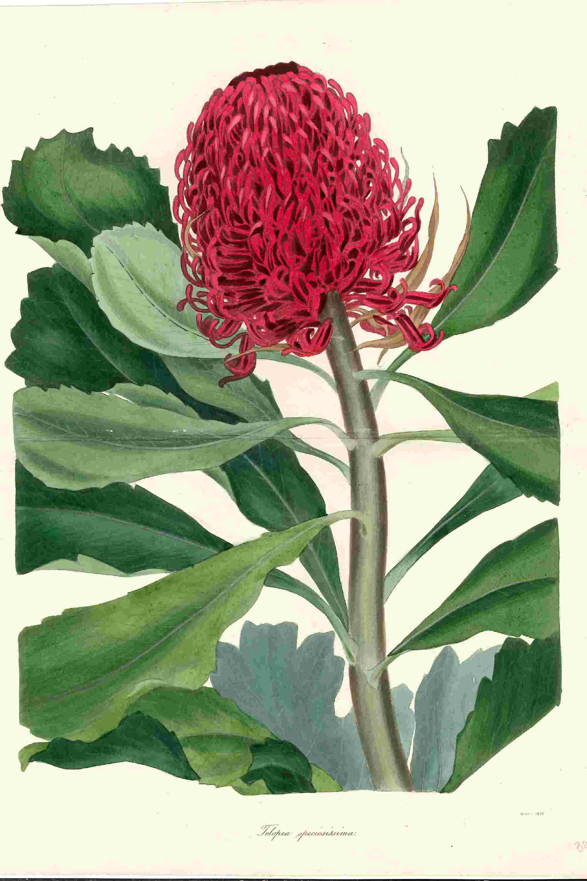 Winston Porter Scientific Illustration Red Flower | Wayfair