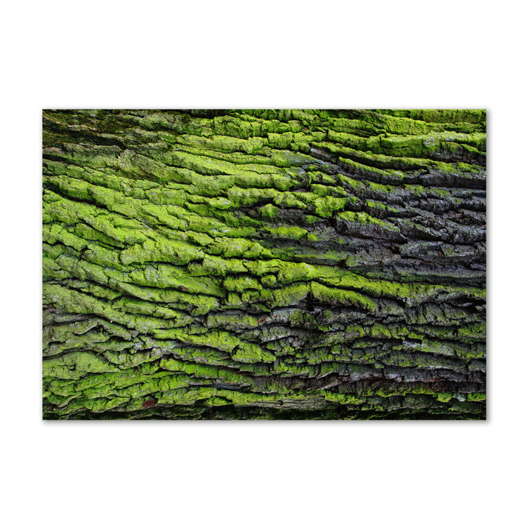 Union Rustic Tree Bark - Wrapped Canvas Print | Wayfair.co.uk