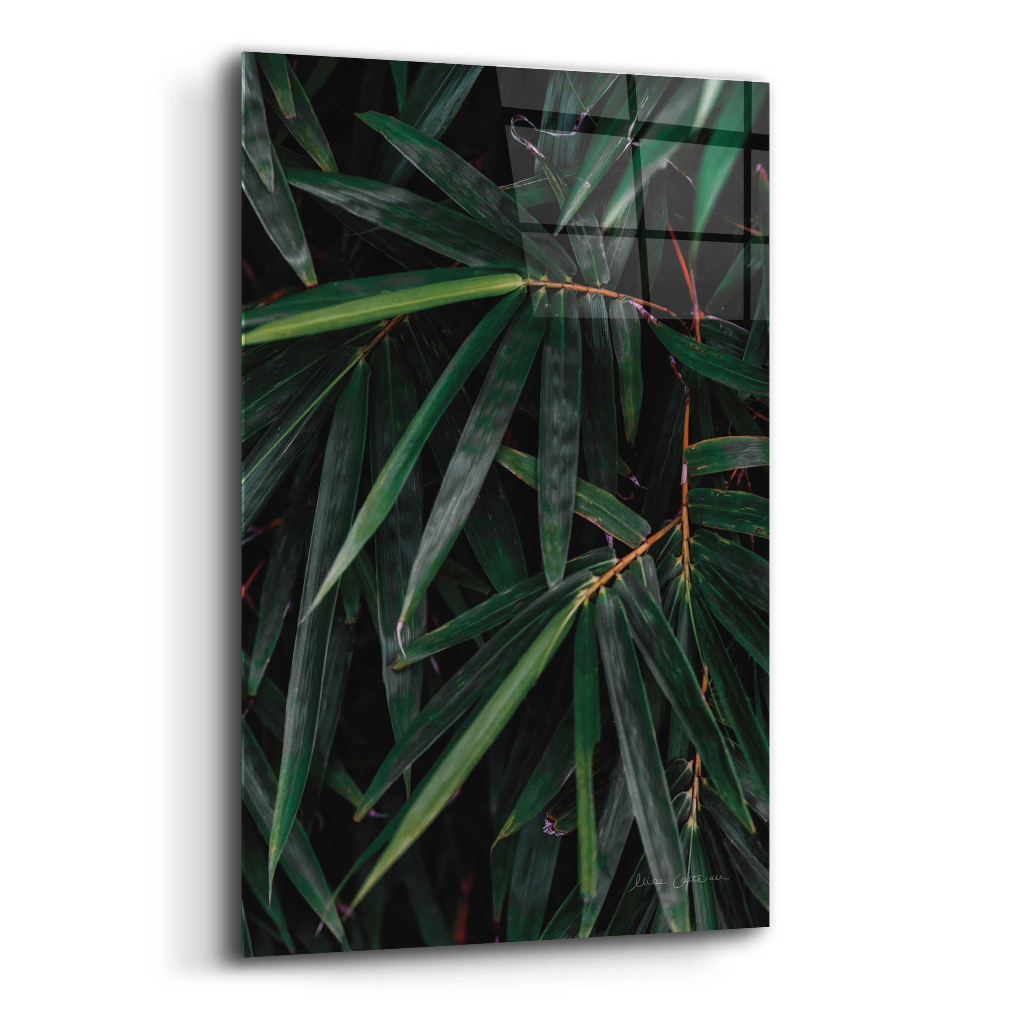 Latitude Run® Palm Detail' By Elise Catterall, Acrylic Glass Wall Art ...