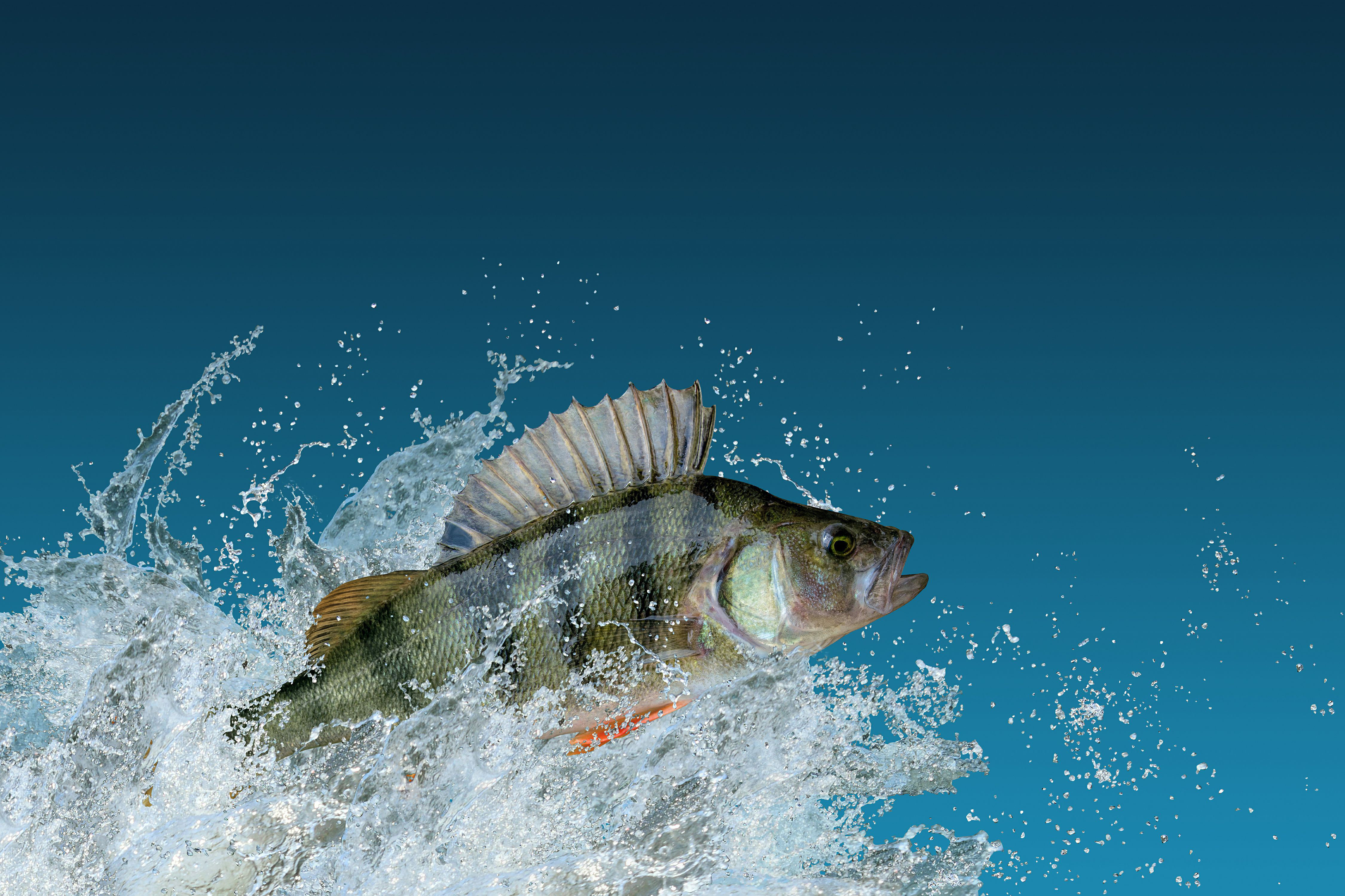 Highland Dunes Perch Fish Jumping by Fedbul - Wrapped Canvas Photograph ...