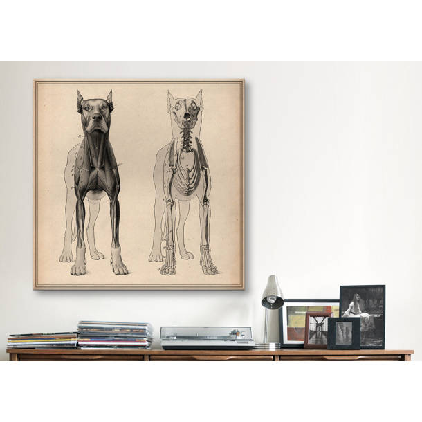 iCanvas 'Goat Head Skeleton Anatomy' by Wilhelm Ellenberger and Hermann ...