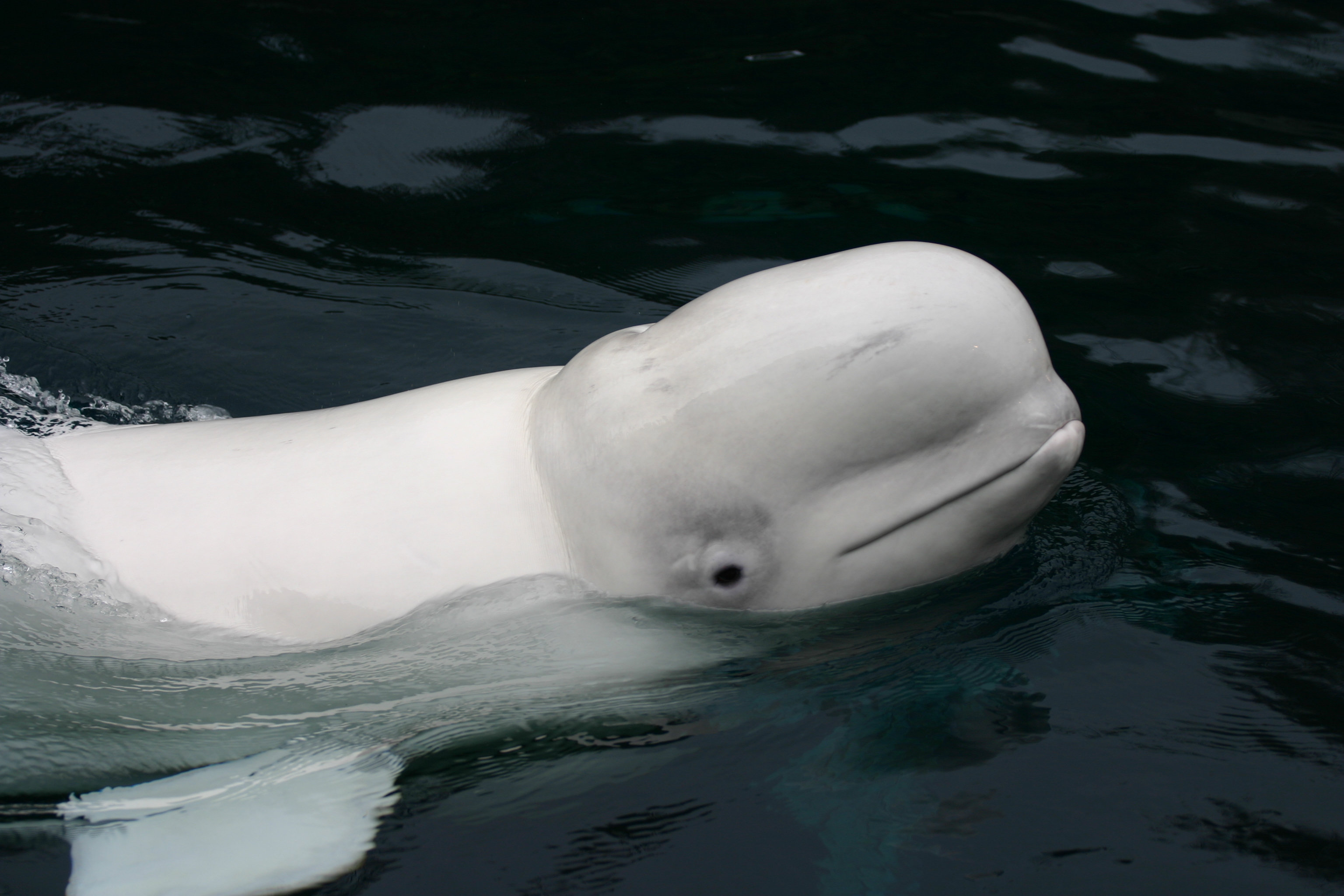 Ebern Designs Beluga Whale - Wrapped Canvas Photograph | Wayfair