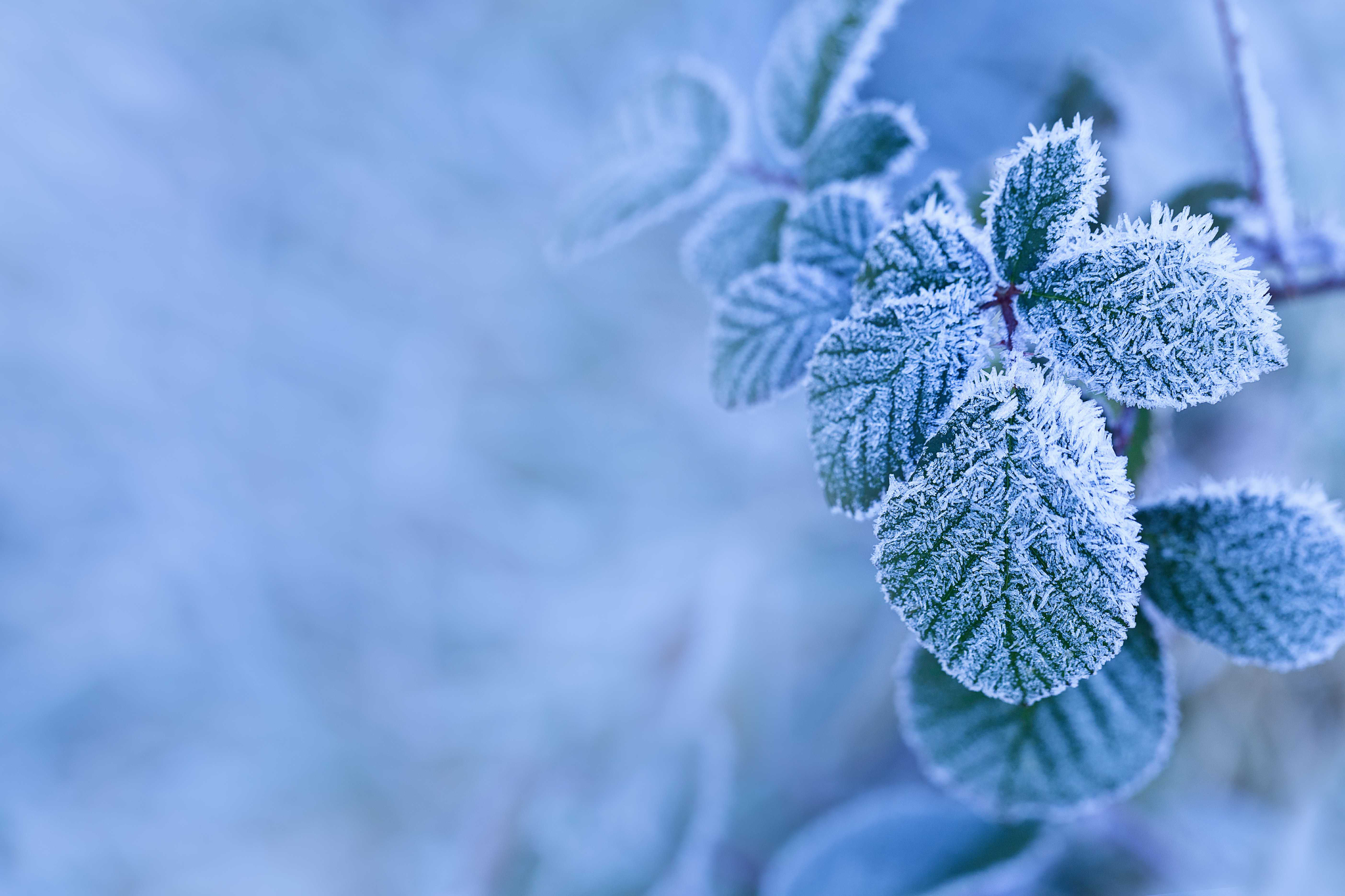 Ebern Designs First Early Frost - Wrapped Canvas Photograph | Wayfair