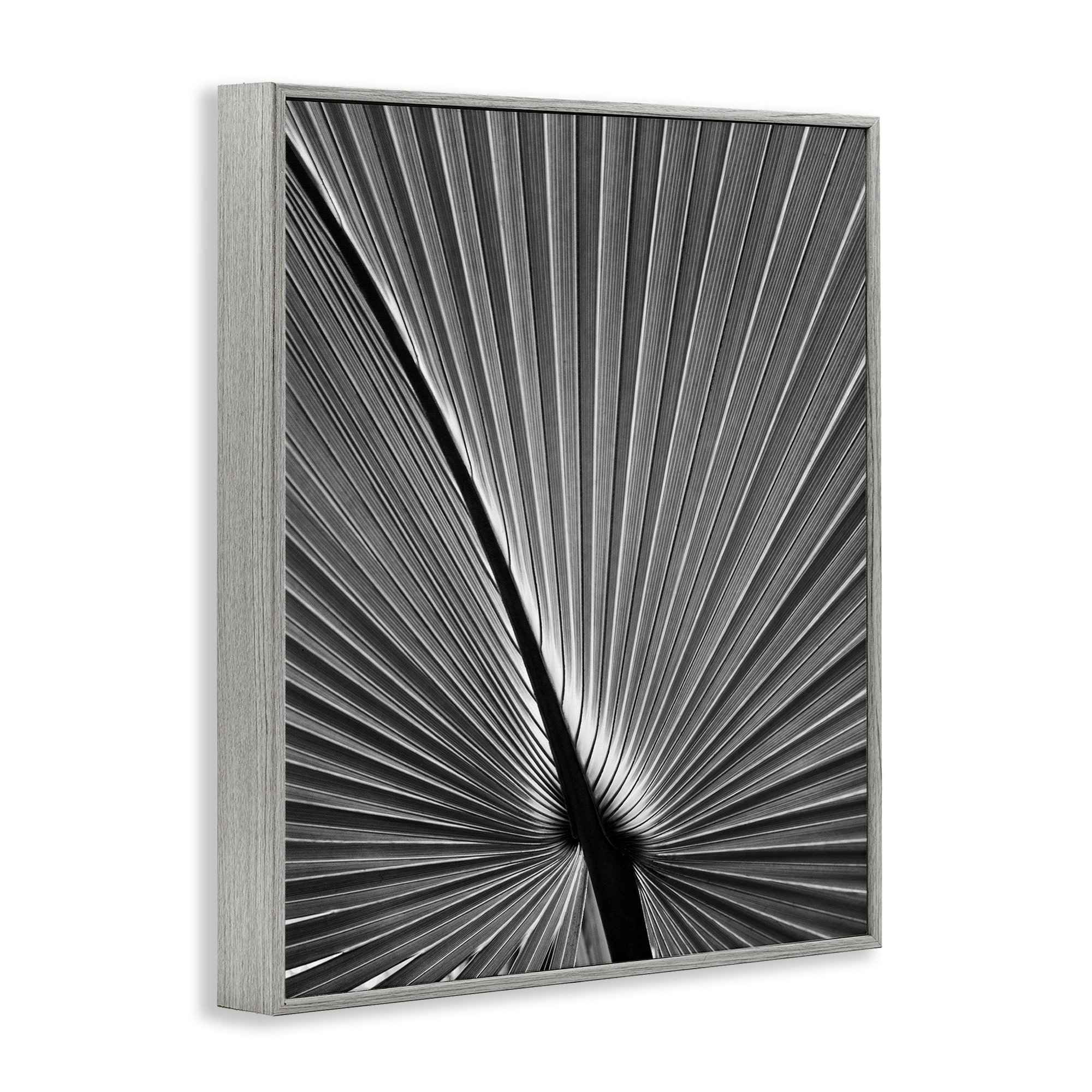 Stupell Industries Palm Frond Detail Art by Chip Forelli bg-127 | Wayfair